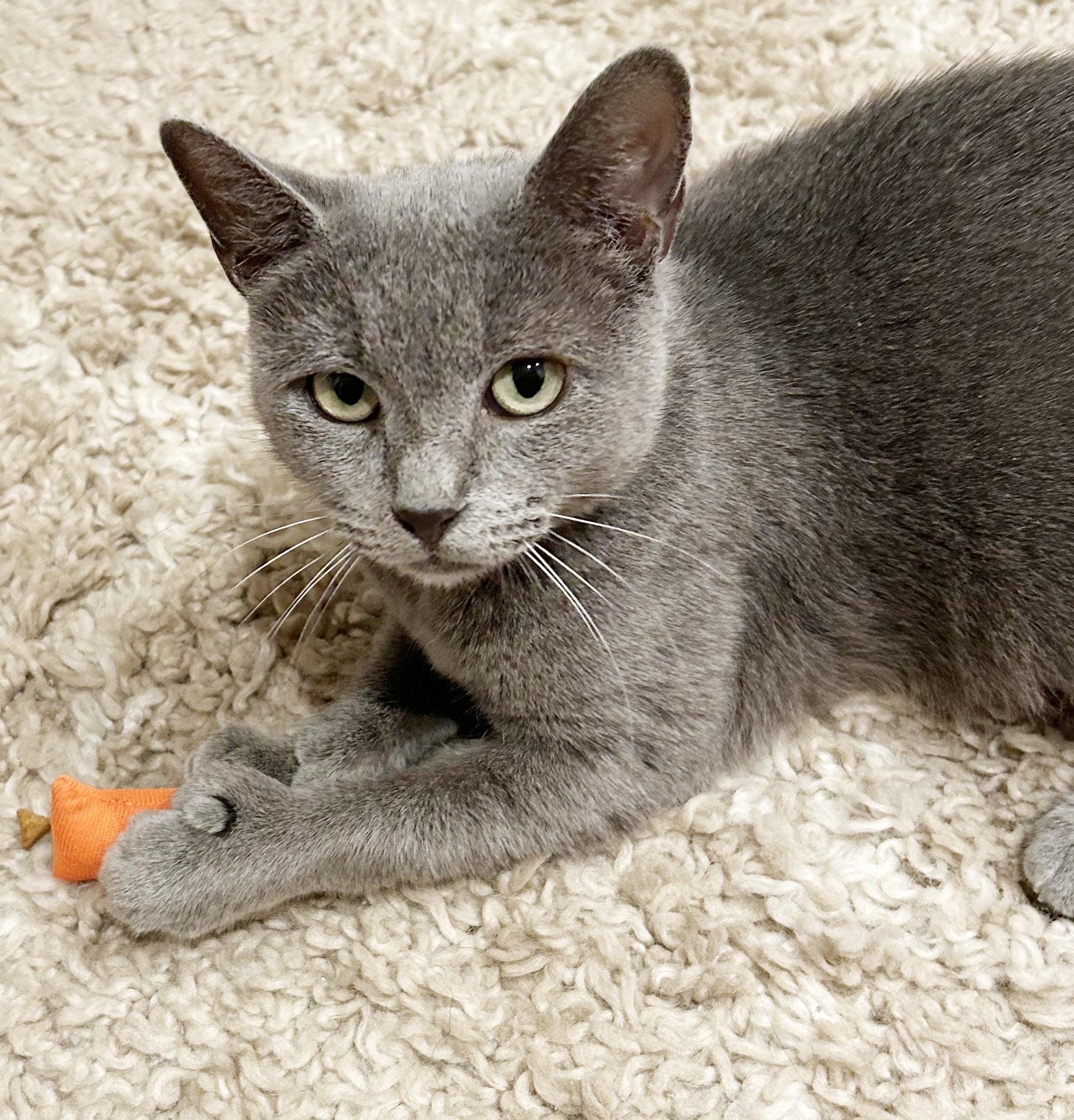 Cat for adoption - Nana! POLYDACTYL BLUE!! Quiet snuggly special ...