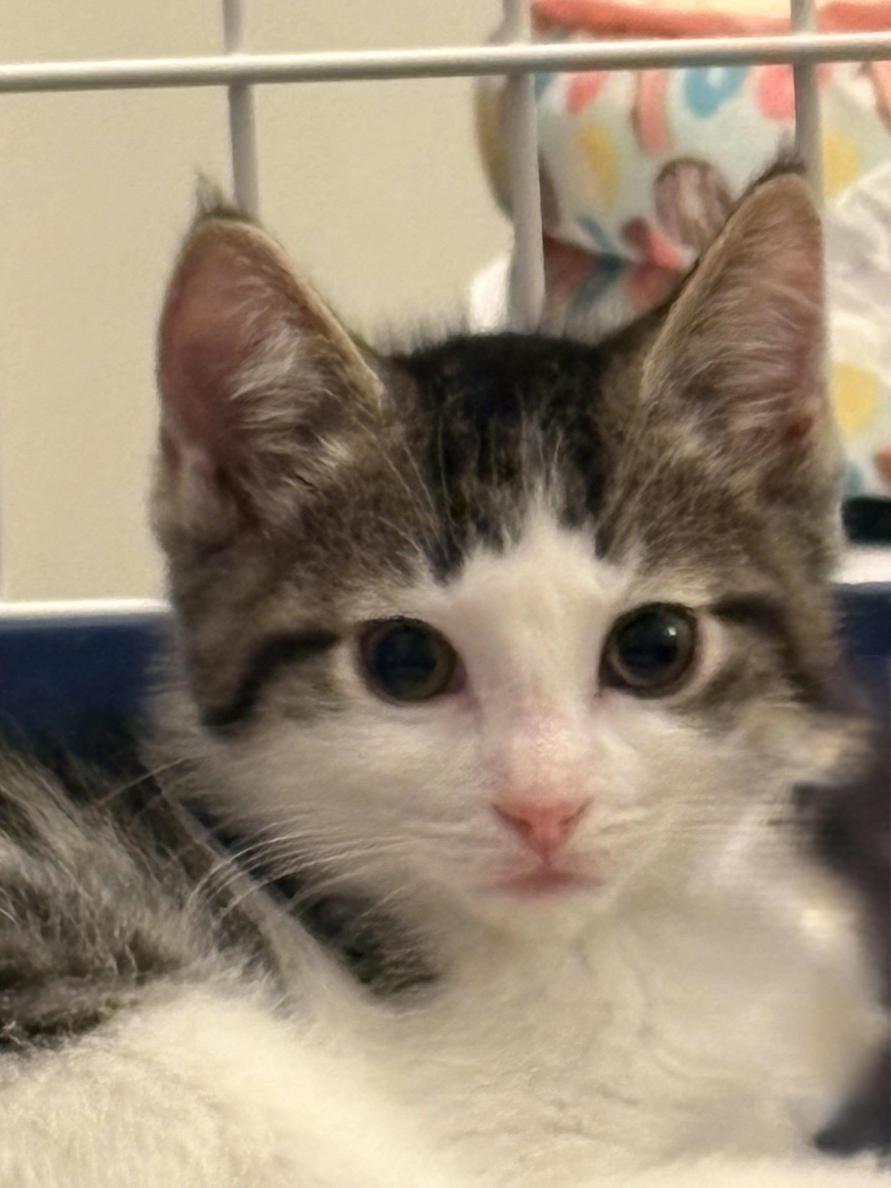 Cat for adoption - Kramer (with Cosmo), a Domestic Short Hair in Roslyn ...