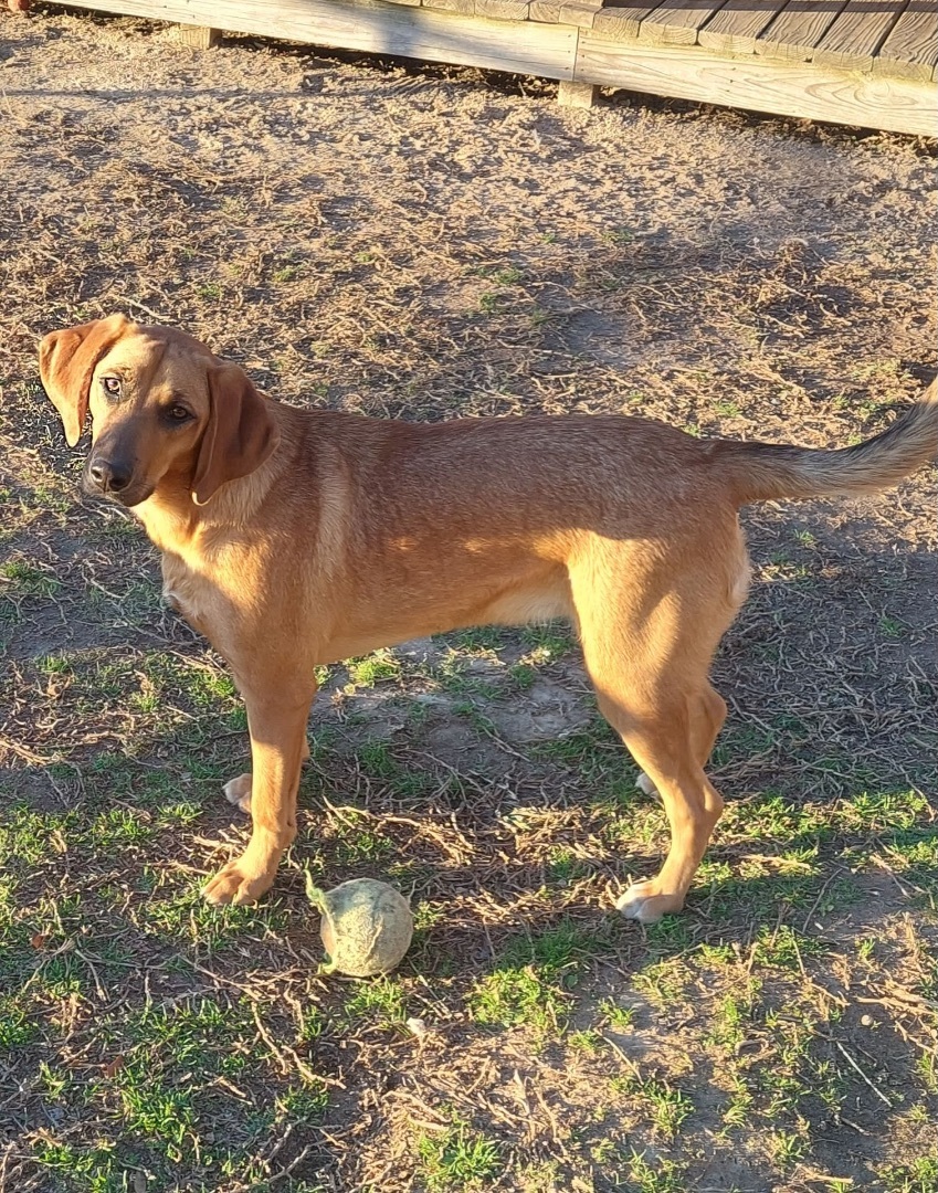 Dog for adoption - Ranger, a Redbone Coonhound & Labrador Retriever Mix ...