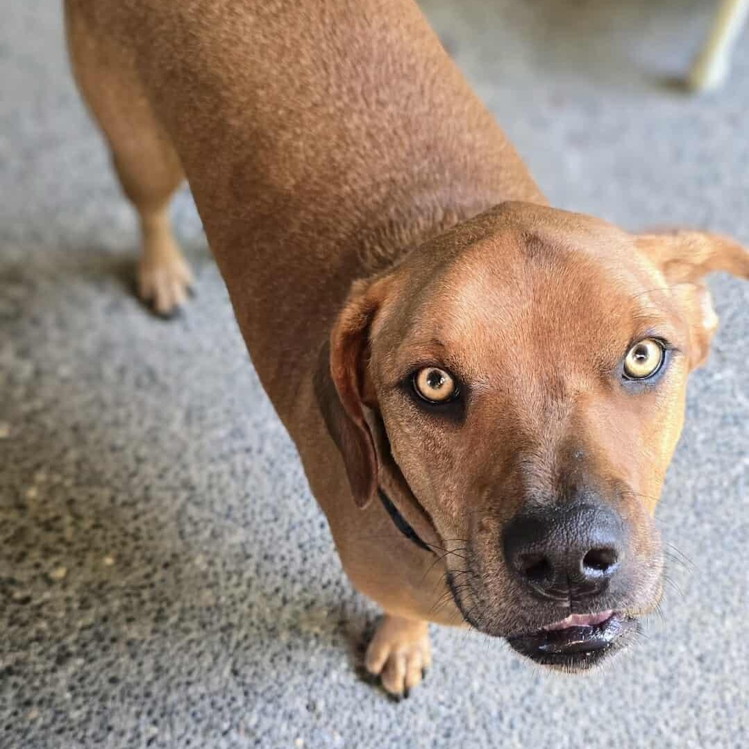 Dog for adoption - Curly the Roly Poly Sausage, a Labrador Retriever ...