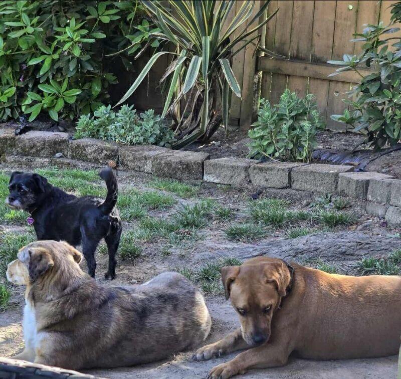 Dog for adoption - Curly the Roly Poly Sausage, a Labrador Retriever ...