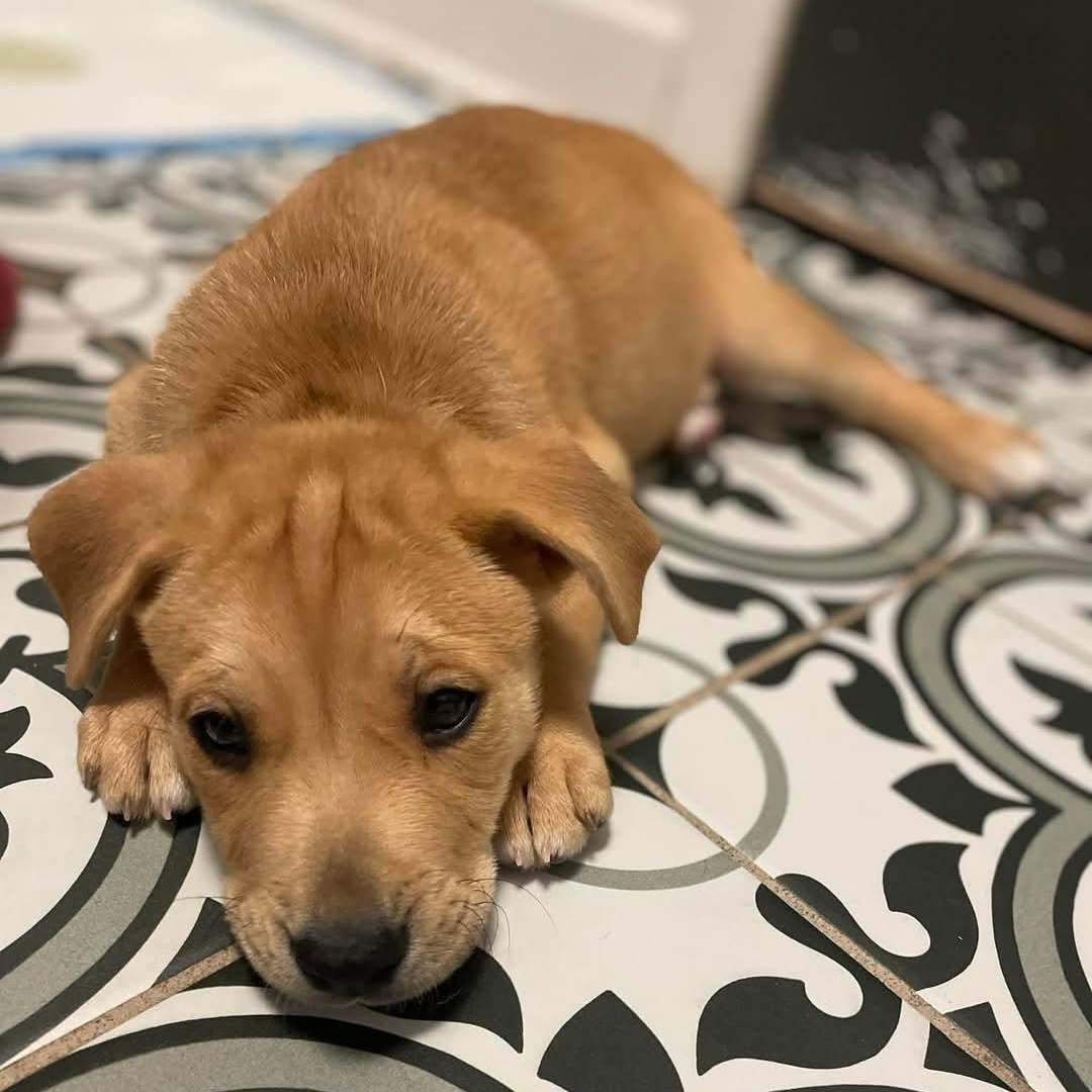 Dog for adoption - Arrow, a Labrador Retriever & Mountain Cur Mix in ...