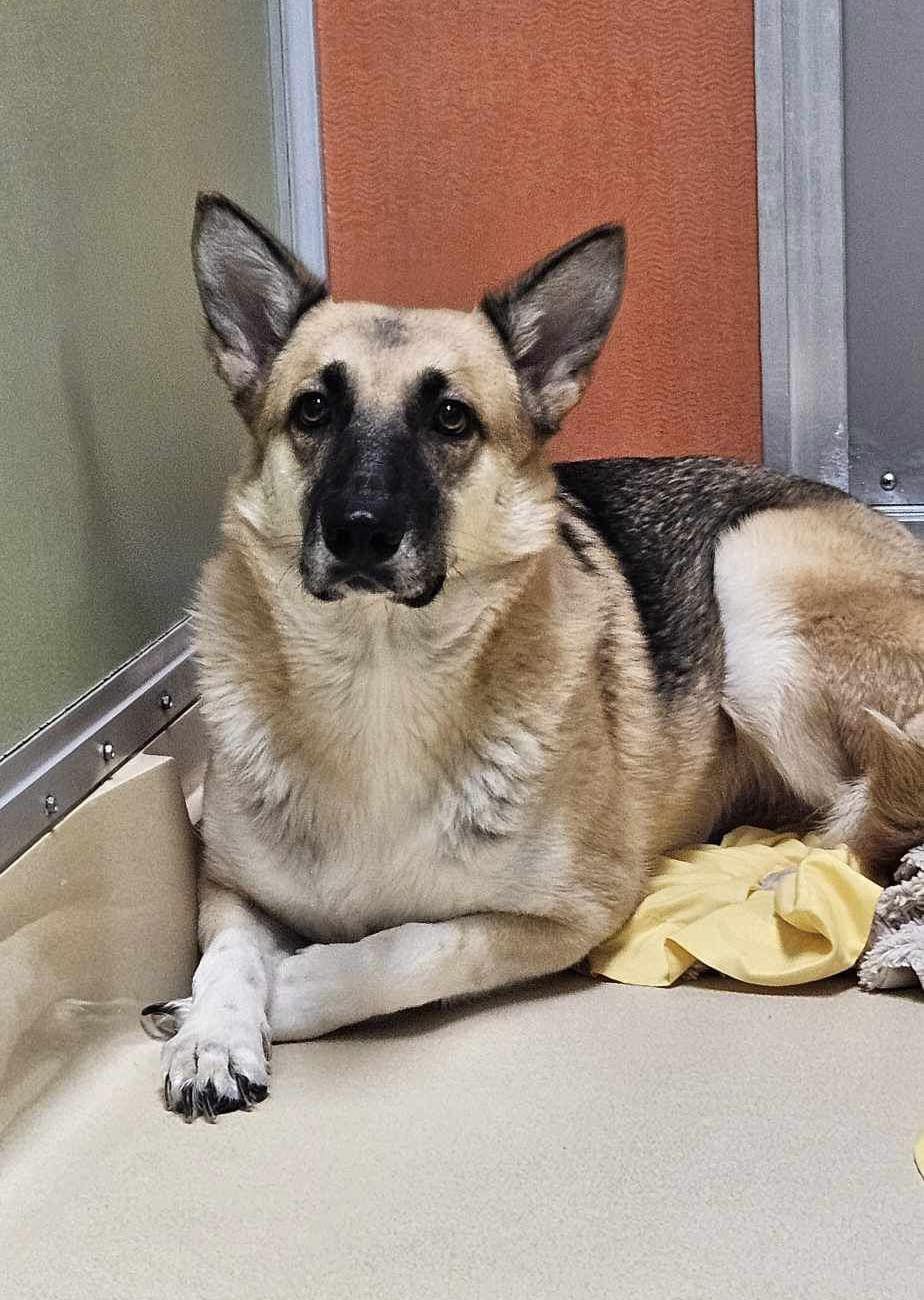 Dog for adoption - Queen Clarice, a German Shepherd Dog in Visalia, CA ...