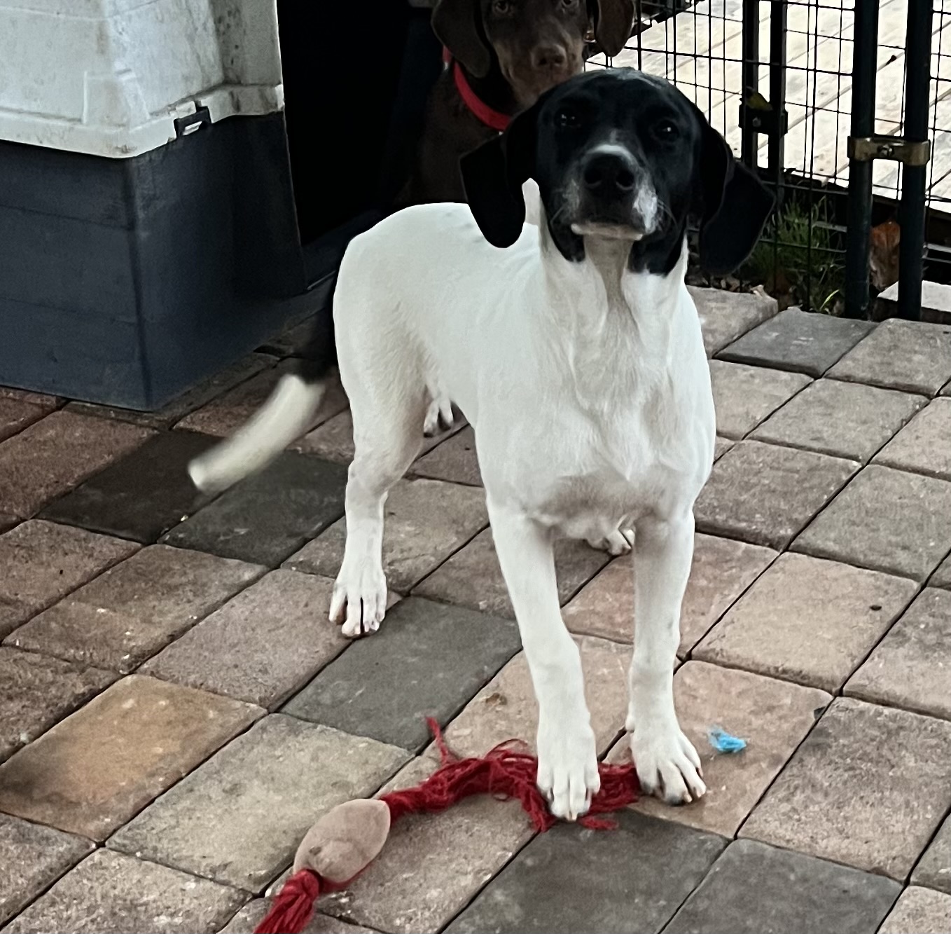 Dog for adoption - Chloe, an English Pointer in Falmouth, MA | Petfinder