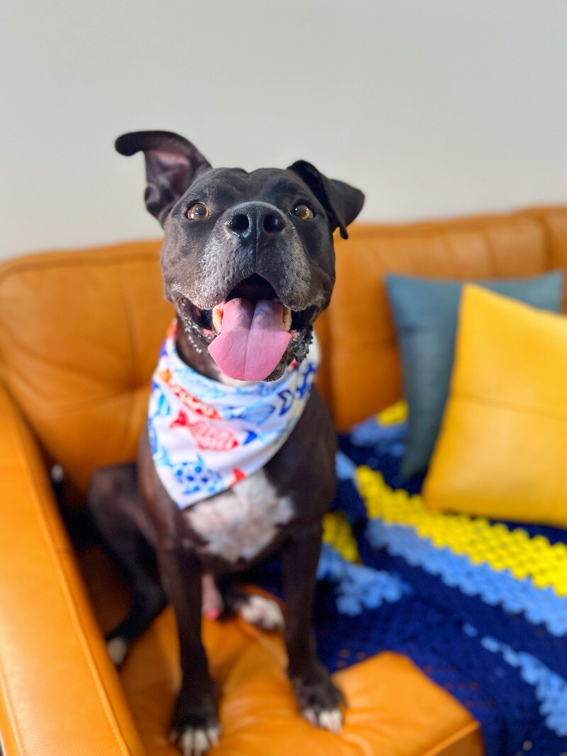 Dog for adoption - Neo Silly Sweet Kid Friendly Good Boy, a Labrador ...