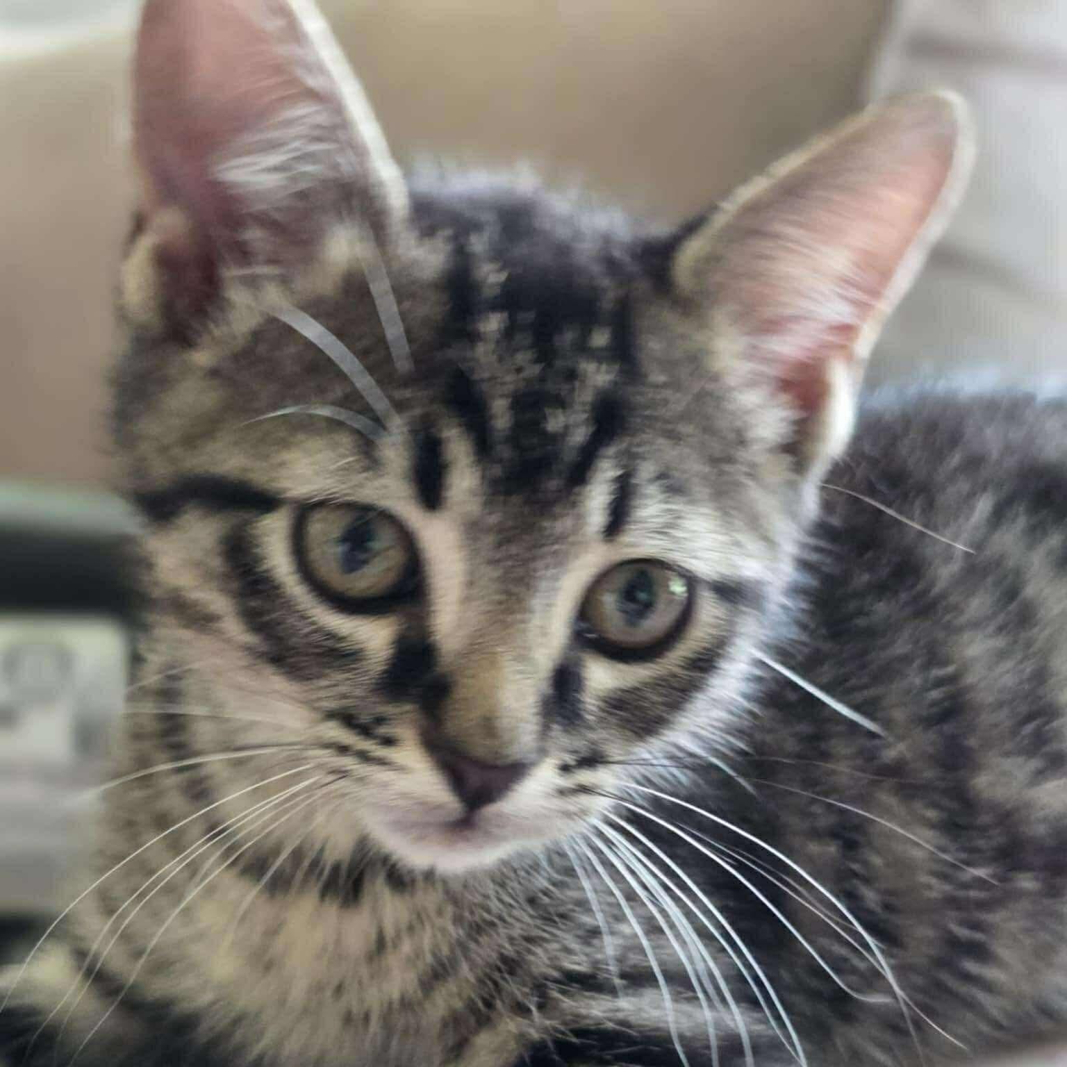 Cat for adoption - Gumbo, a Tabby Mix in South Amboy, NJ | Petfinder