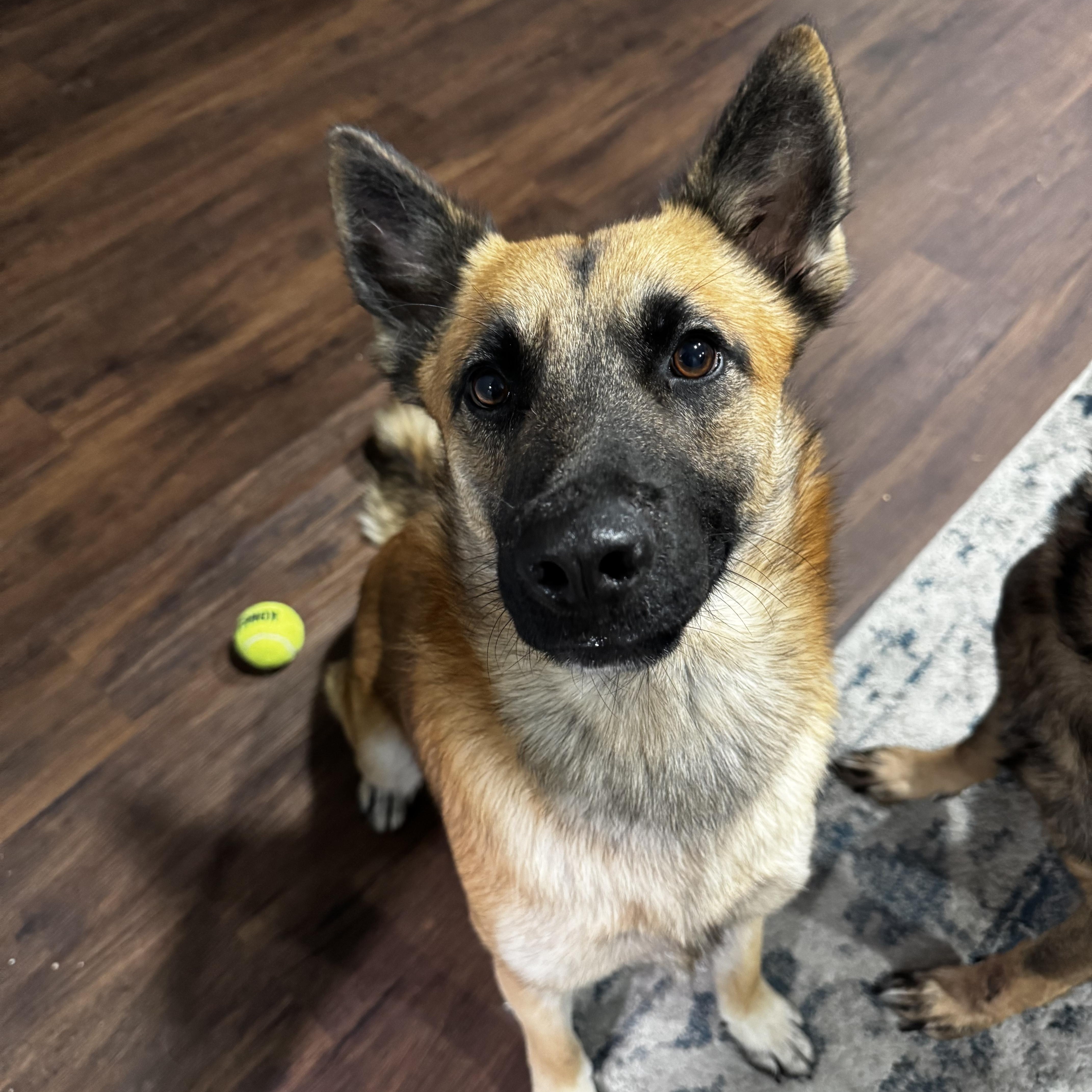 Dog for adoption - Charlie, a German Shepherd Dog Mix in Austin, TX ...