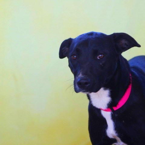 Dog for adoption - Vanilla TW, a Black Labrador Retriever Mix in Austin ...