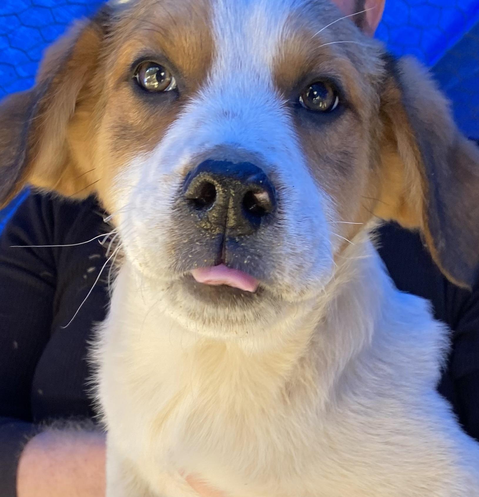 Dog for adoption - Ozzy, a Labrador Retriever Mix in Calera, AL | Petfinder