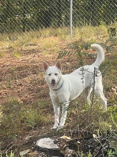 Dog for adoption - Damsel - 2 Year Old Female - Calm/Quiet/House broken ...