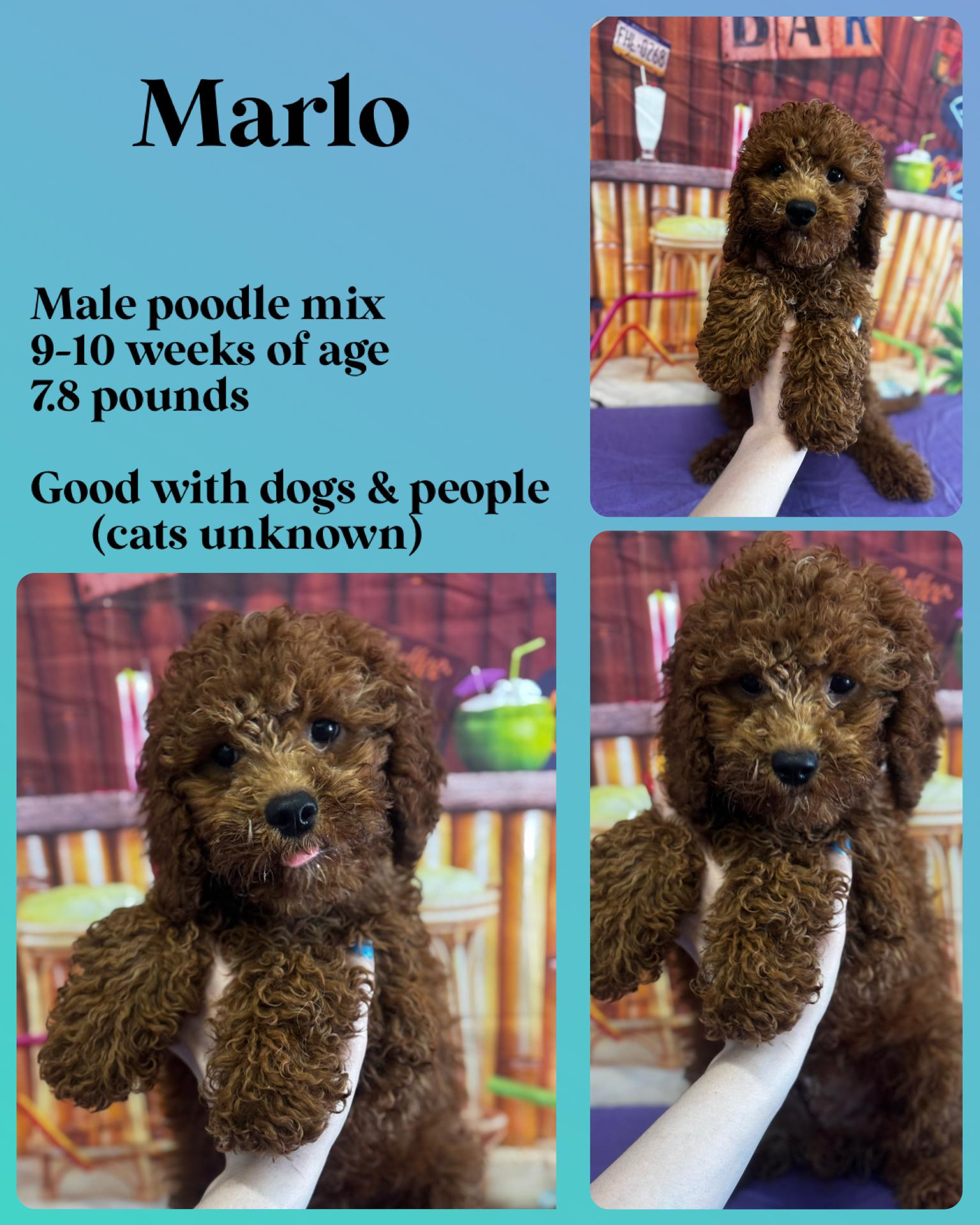 Dog for adoption - Marlo, a Poodle in Manchester, CT | Petfinder