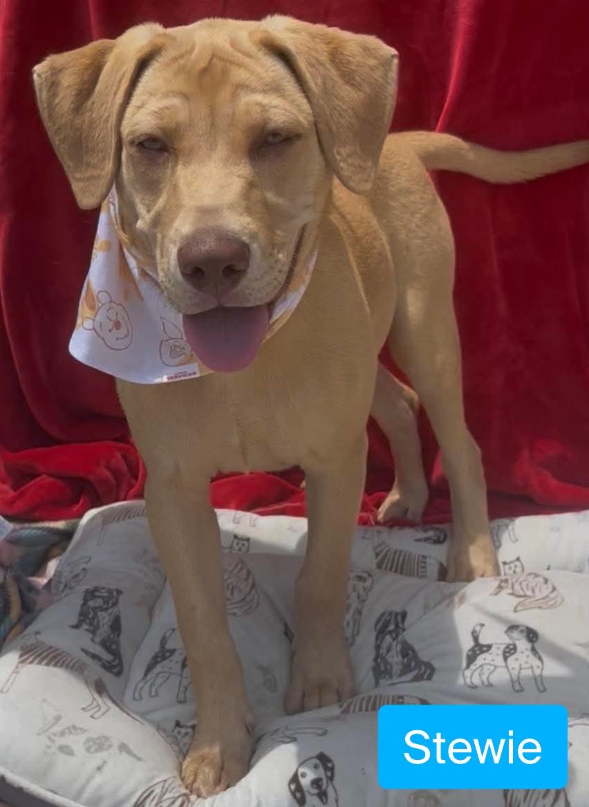 Dog for adoption - Stewie, a Yellow Labrador Retriever Mix in ...
