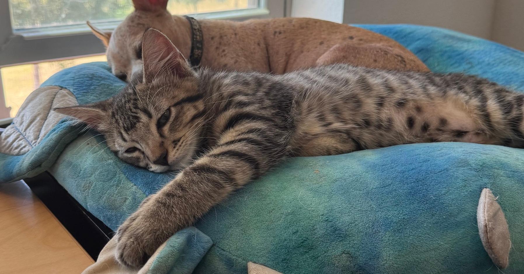 Cat for adoption - Crazy Pete, a Domestic Short Hair in Flint, TX ...