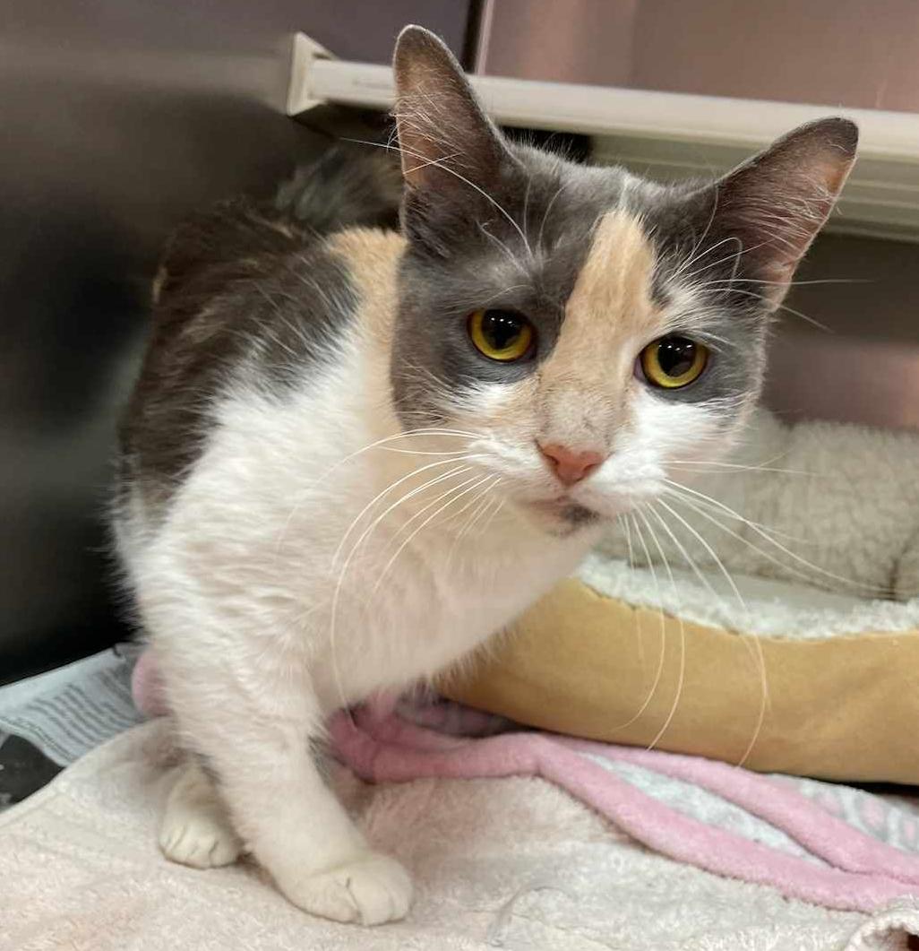 Cat for adoption - Anna, a Domestic Short Hair in Orange, VA | Petfinder