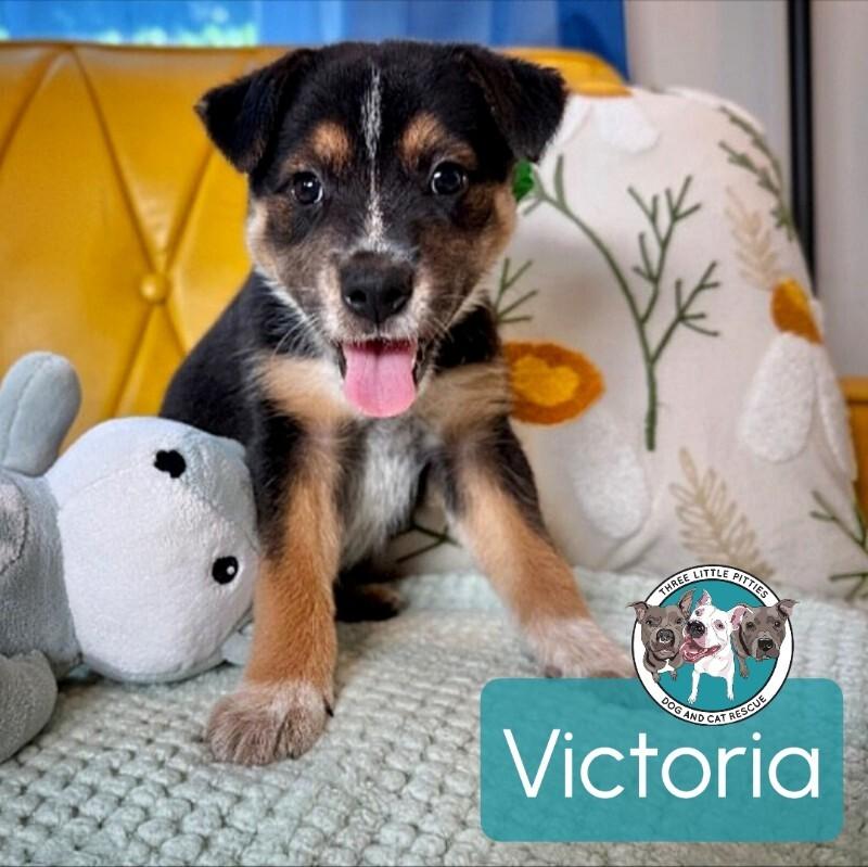 Dog for adoption - Victoria Pagel, a German Shepherd Dog & Australian ...