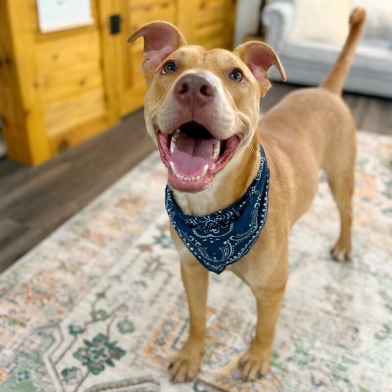 Dog for adoption - Buck Breezy the Sweet Family Boy, a Carolina Dog ...