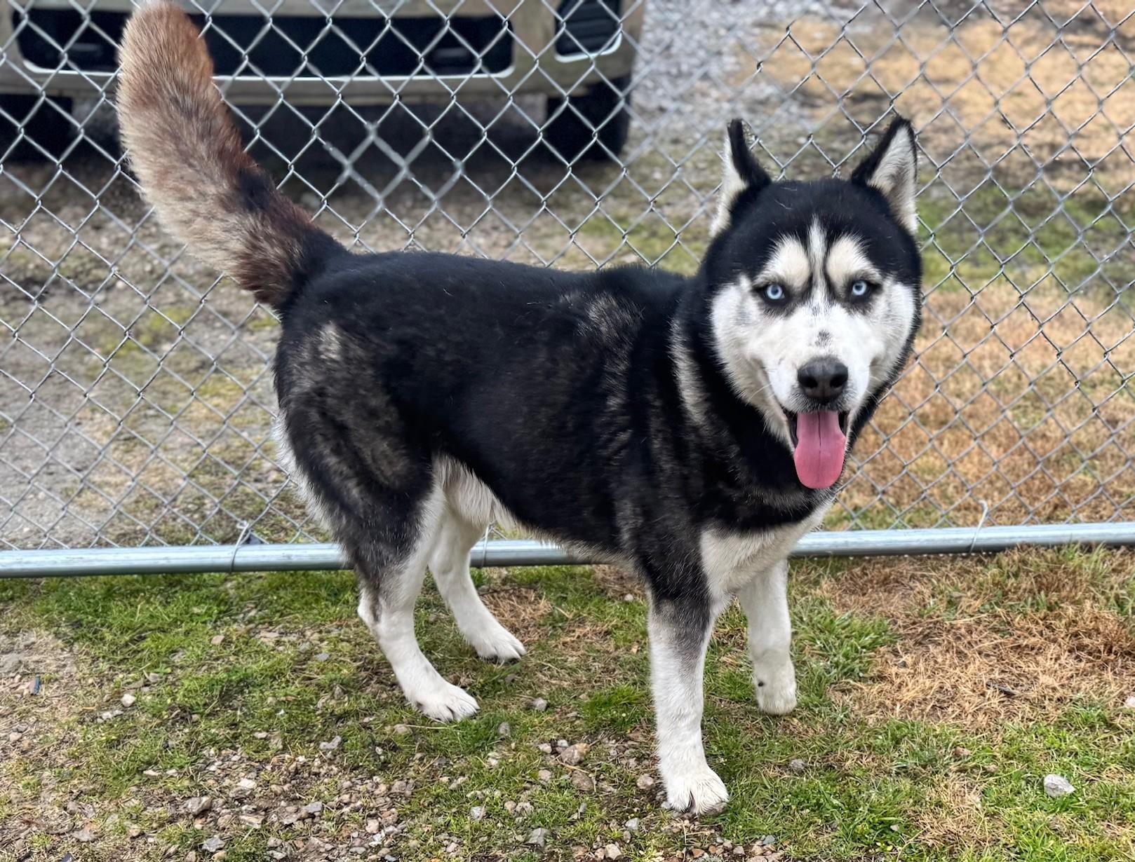 Dog for adoption - Zeus, a Husky in Ferris, TX | Petfinder