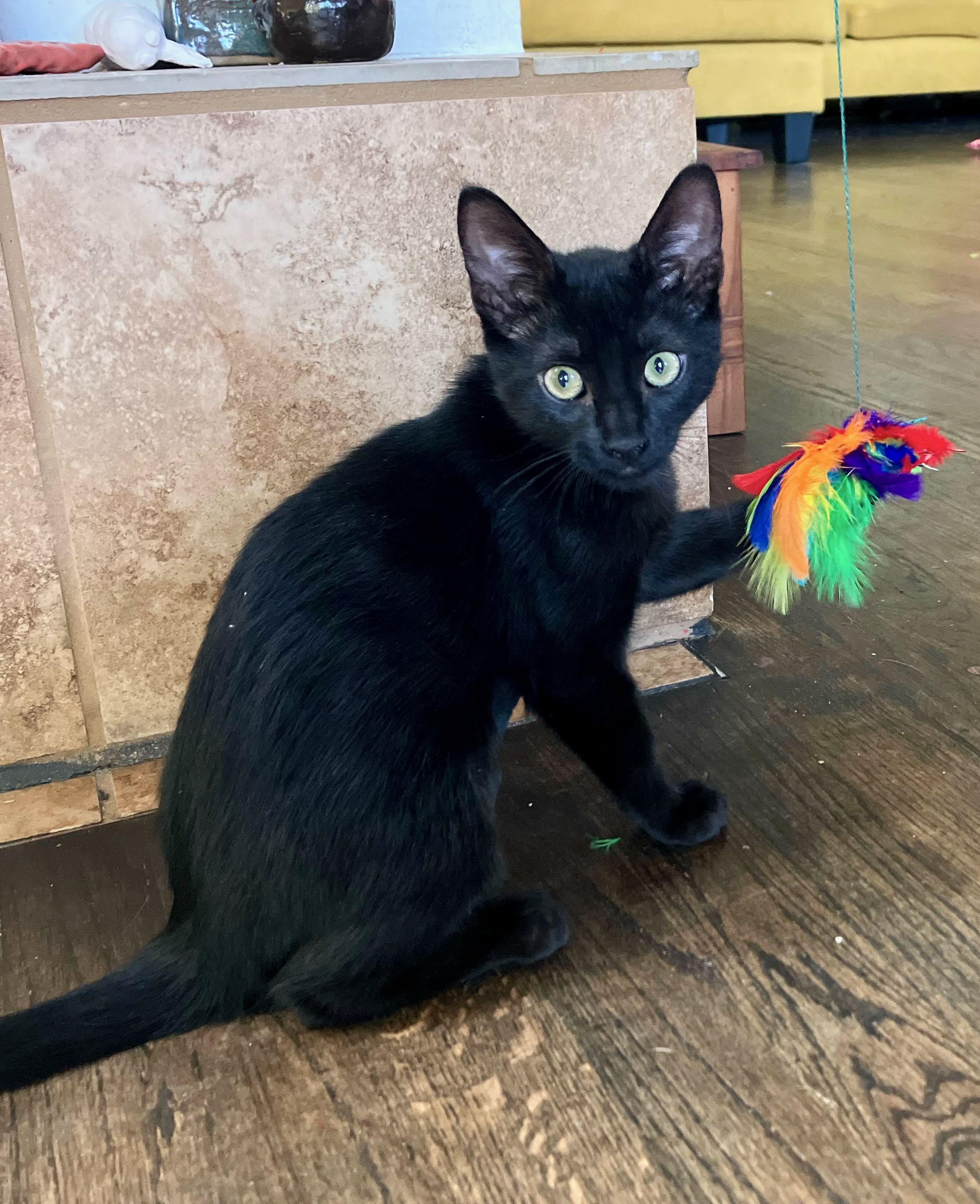 Cat for adoption - Midnight & Bean, a Domestic Short Hair & Tuxedo Mix ...