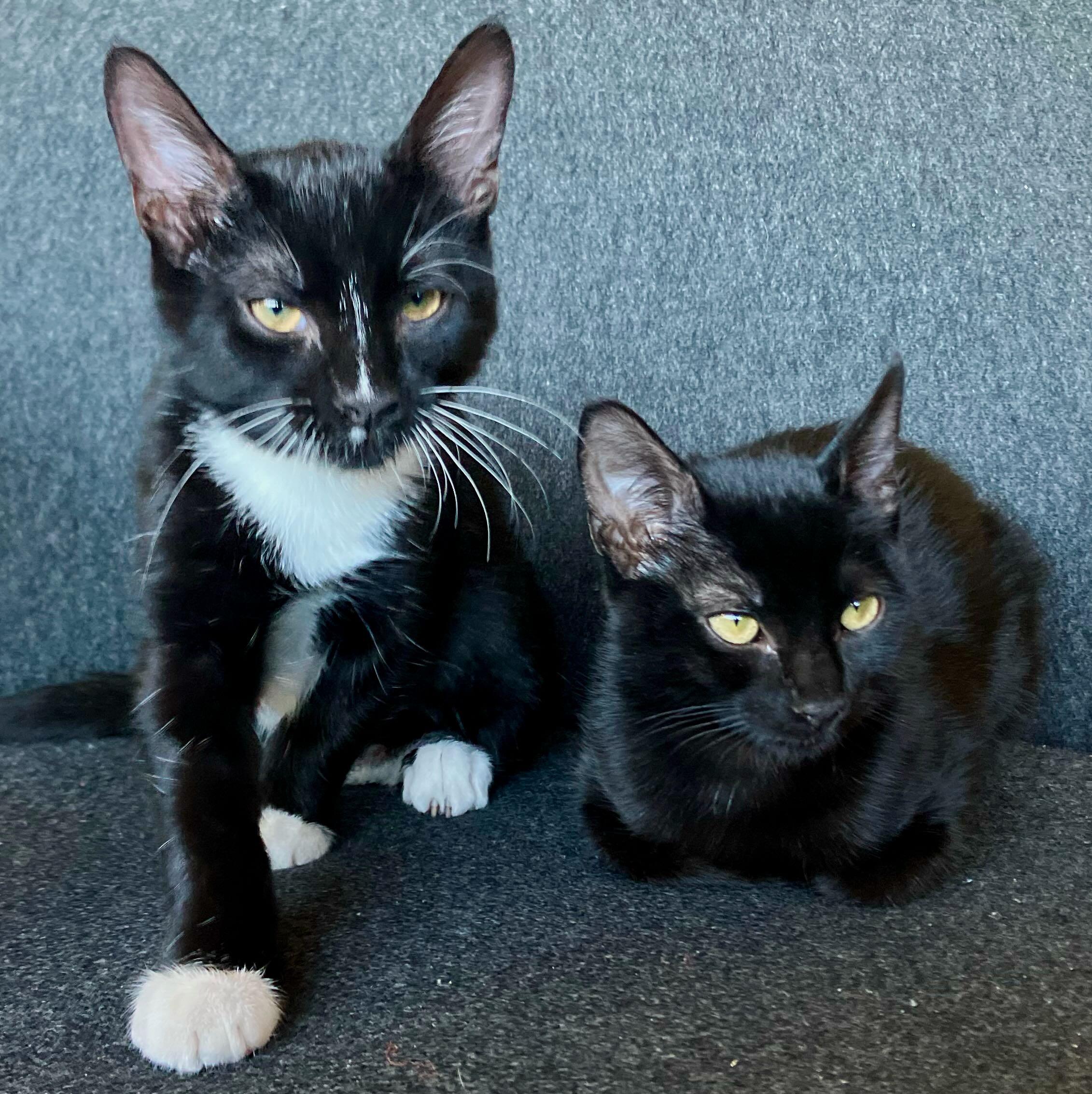 Cat for adoption - Midnight & Bean, a Domestic Short Hair & Tuxedo Mix ...