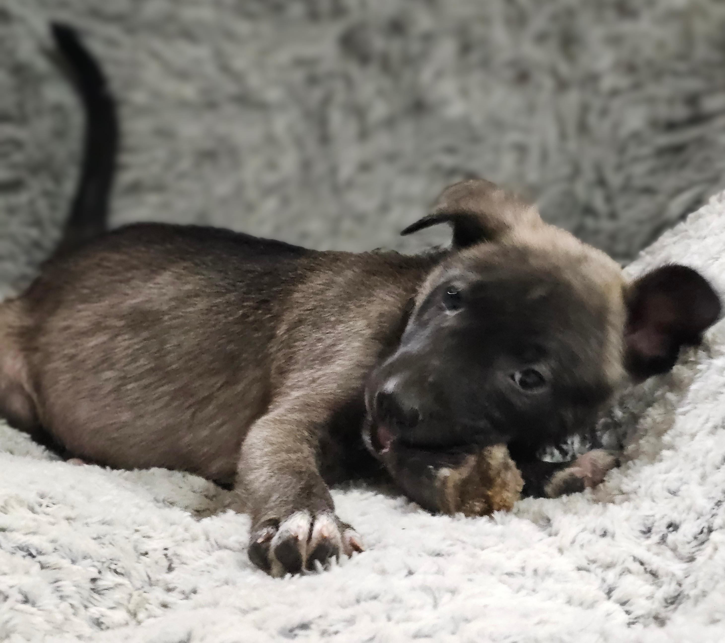 Dog for adoption - Beau, a Mixed Breed in Denver, CO | Petfinder