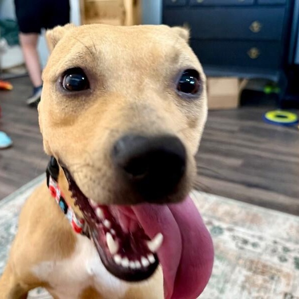 Dog for adoption - Tilly Noodle the Happiest little Ray of Sunshine, a ...