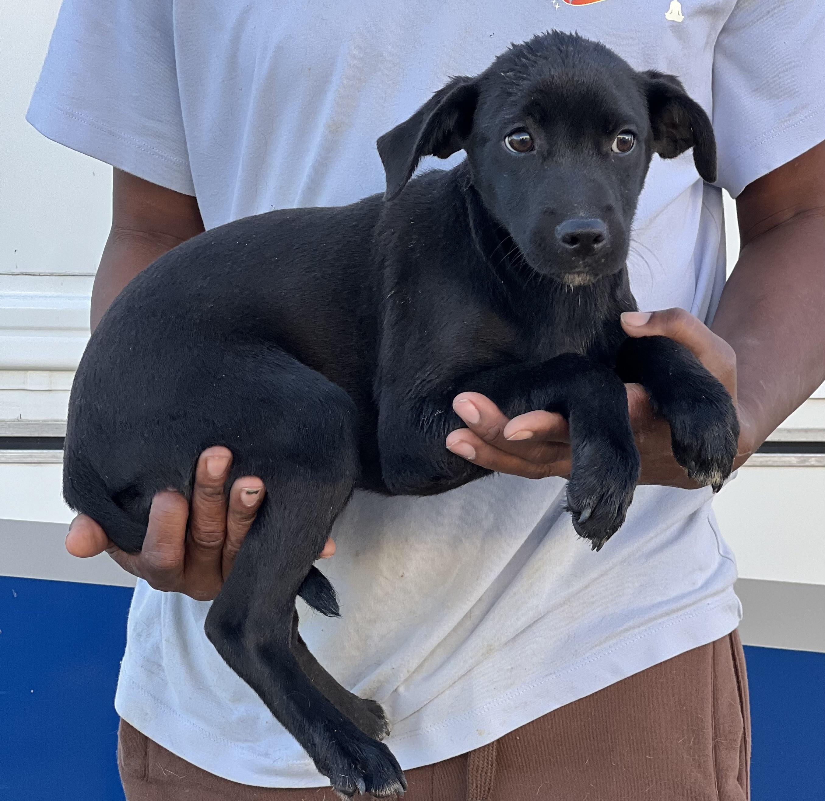 Dog for adoption - Palmer - Local Jan 31-Feb 2, a Labrador Retriever ...
