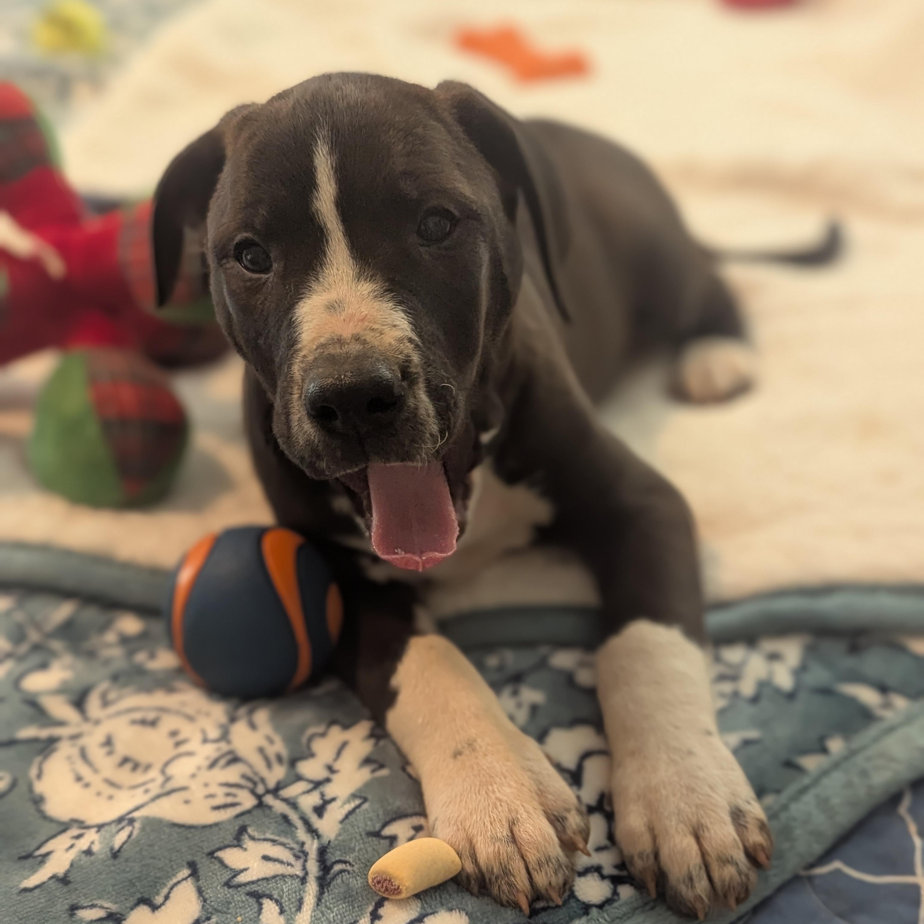 Dog for adoption - Merlin, a Black Labrador Retriever & German ...