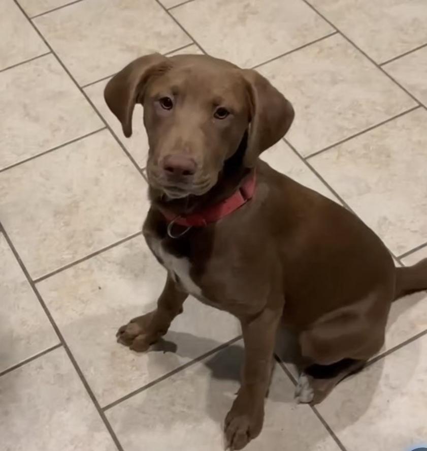 Dog for adoption - Coco, a Chocolate Labrador Retriever & Labrador ...