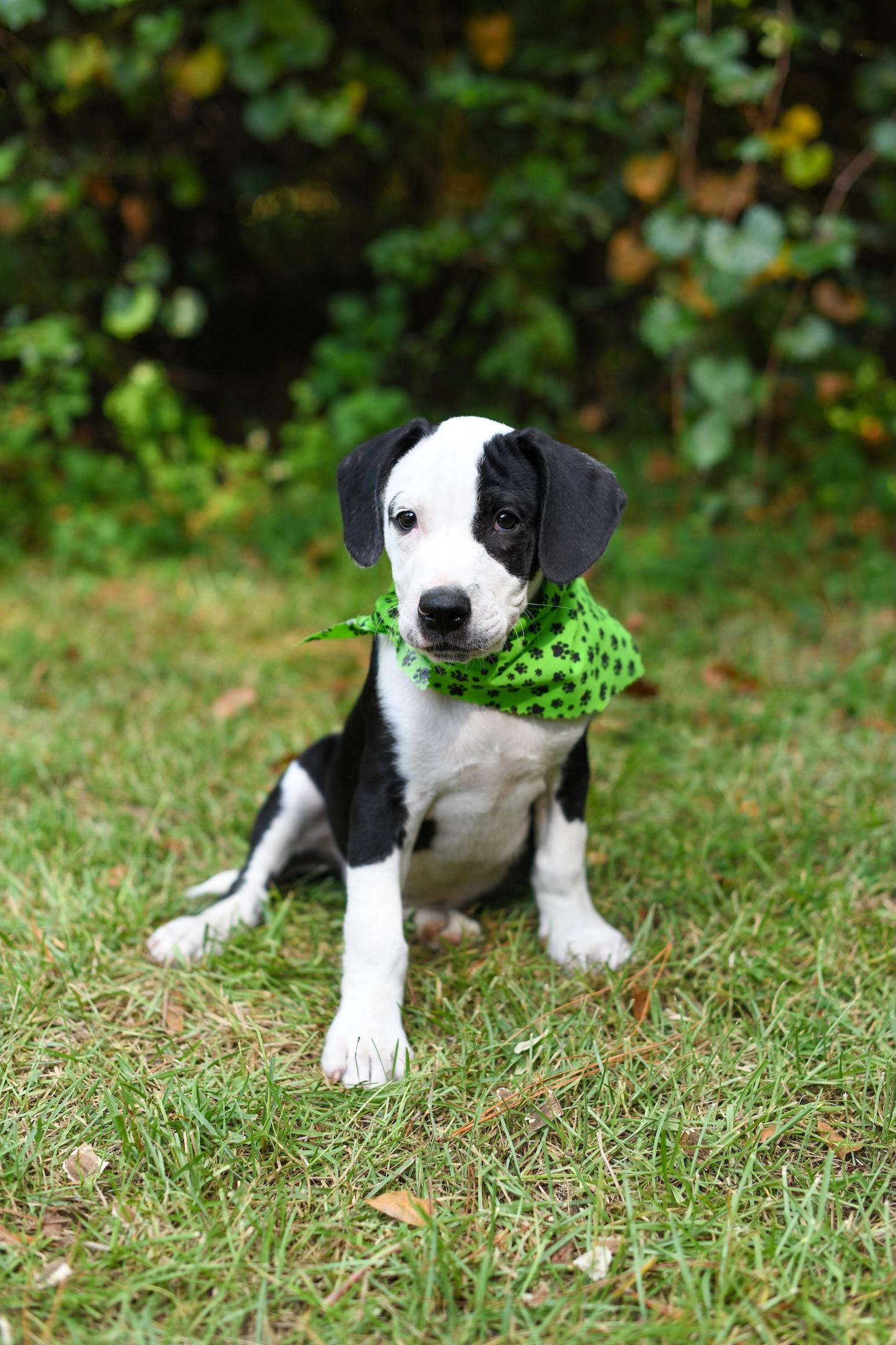 Dog for adoption - Sam, a Pointer & Australian Cattle Dog / Blue Heeler ...