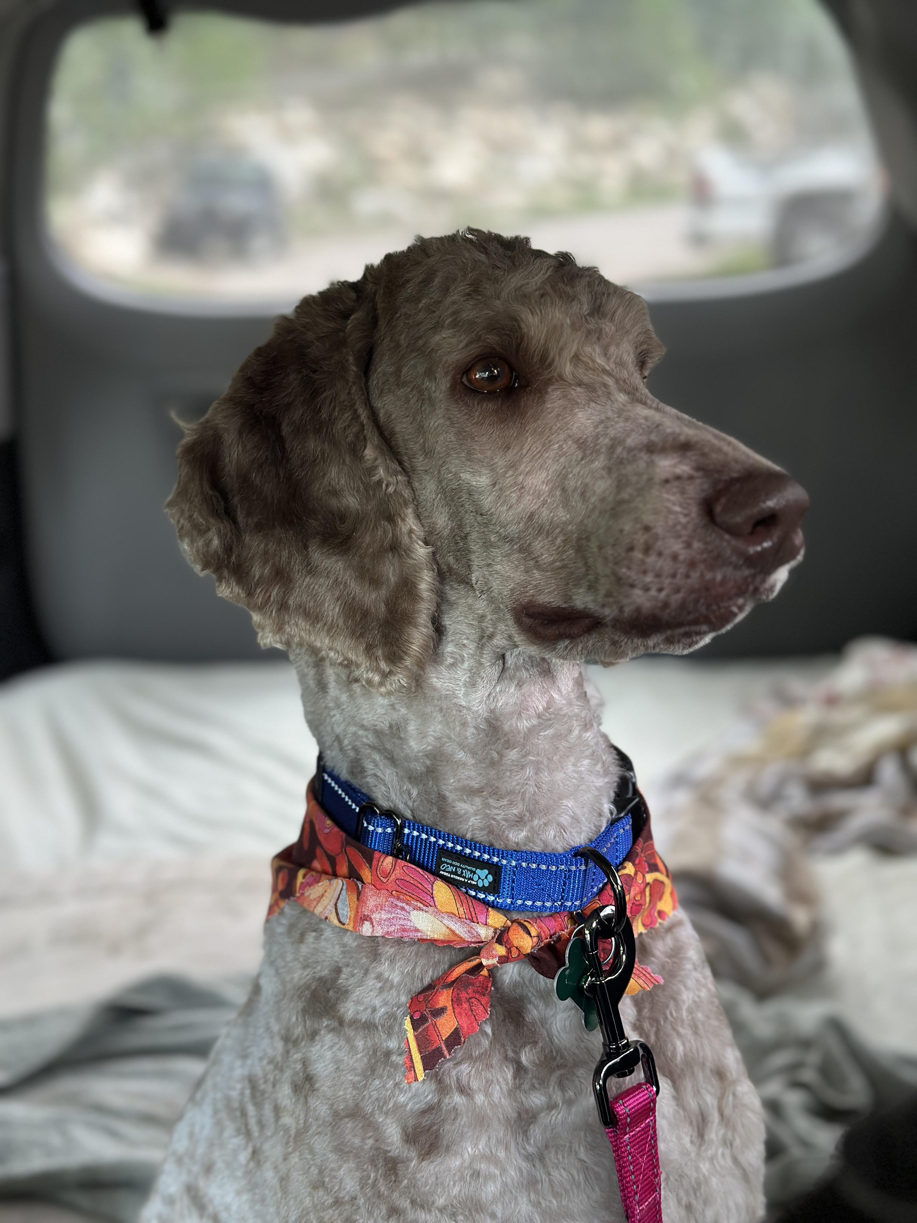 Dog for adoption - Wooly, a Standard Poodle Mix in Aspen, CO | Petfinder