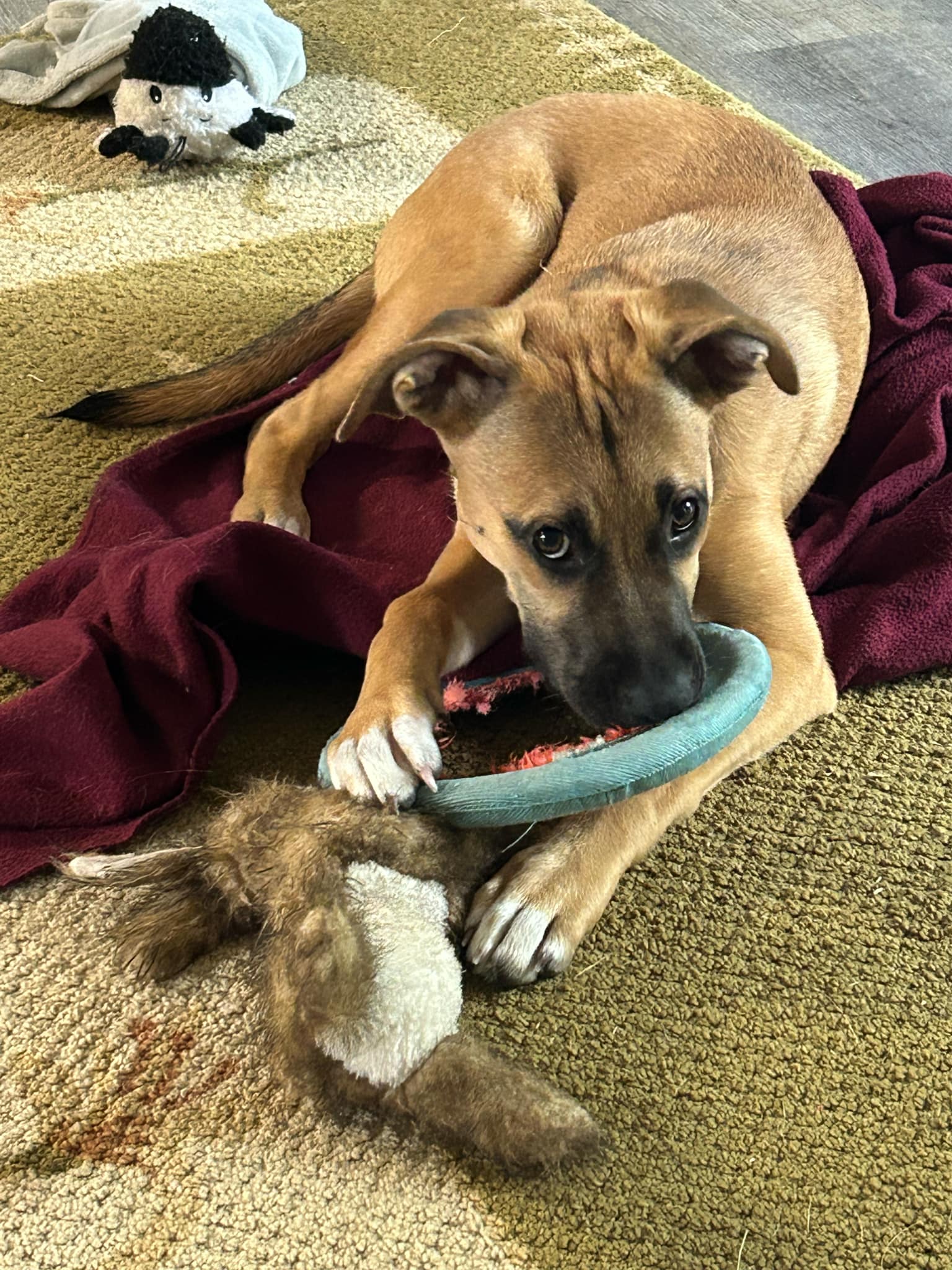 Dog for adoption - Poppy, a German Shepherd Dog Mix in Lansing, MI ...