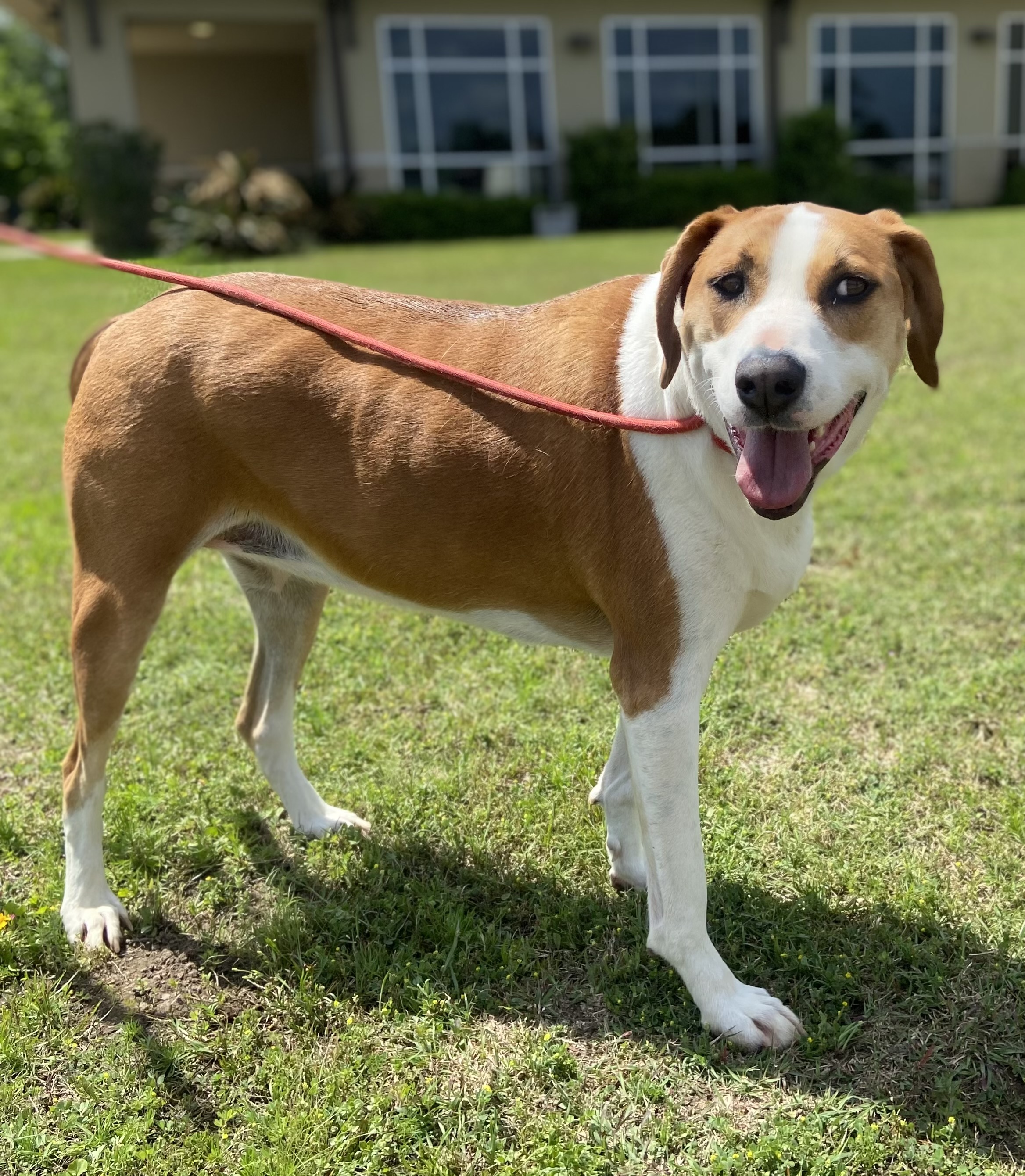 Dog for adoption - Willow, an American Foxhound Mix in Salt Lake City ...