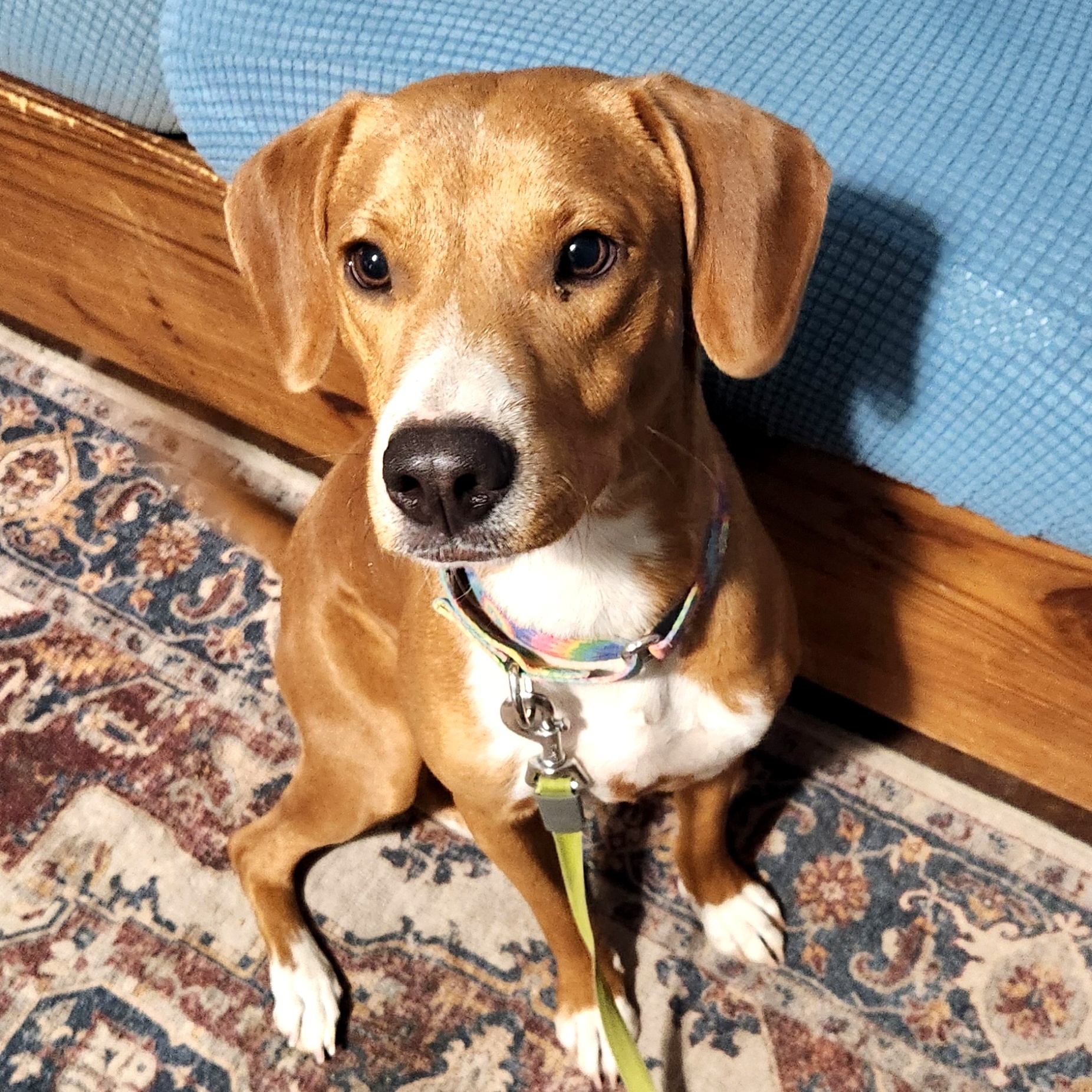 Dog for adoption - PIXIE, a Hound Mix in Evansville, WI | Petfinder