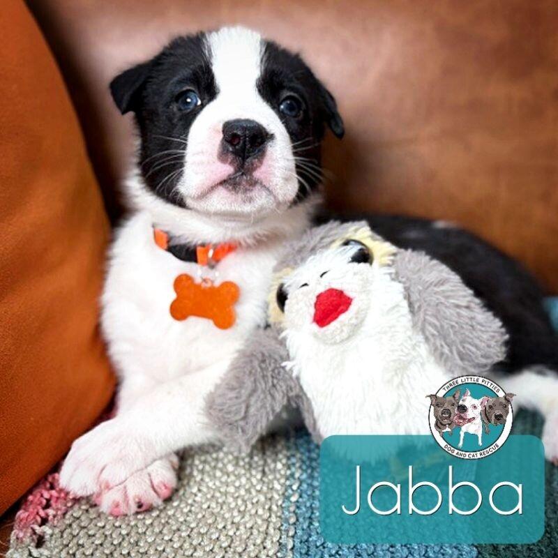 Dog for adoption - Jabba Star Wars, a Pit Bull Terrier & Labrador ...
