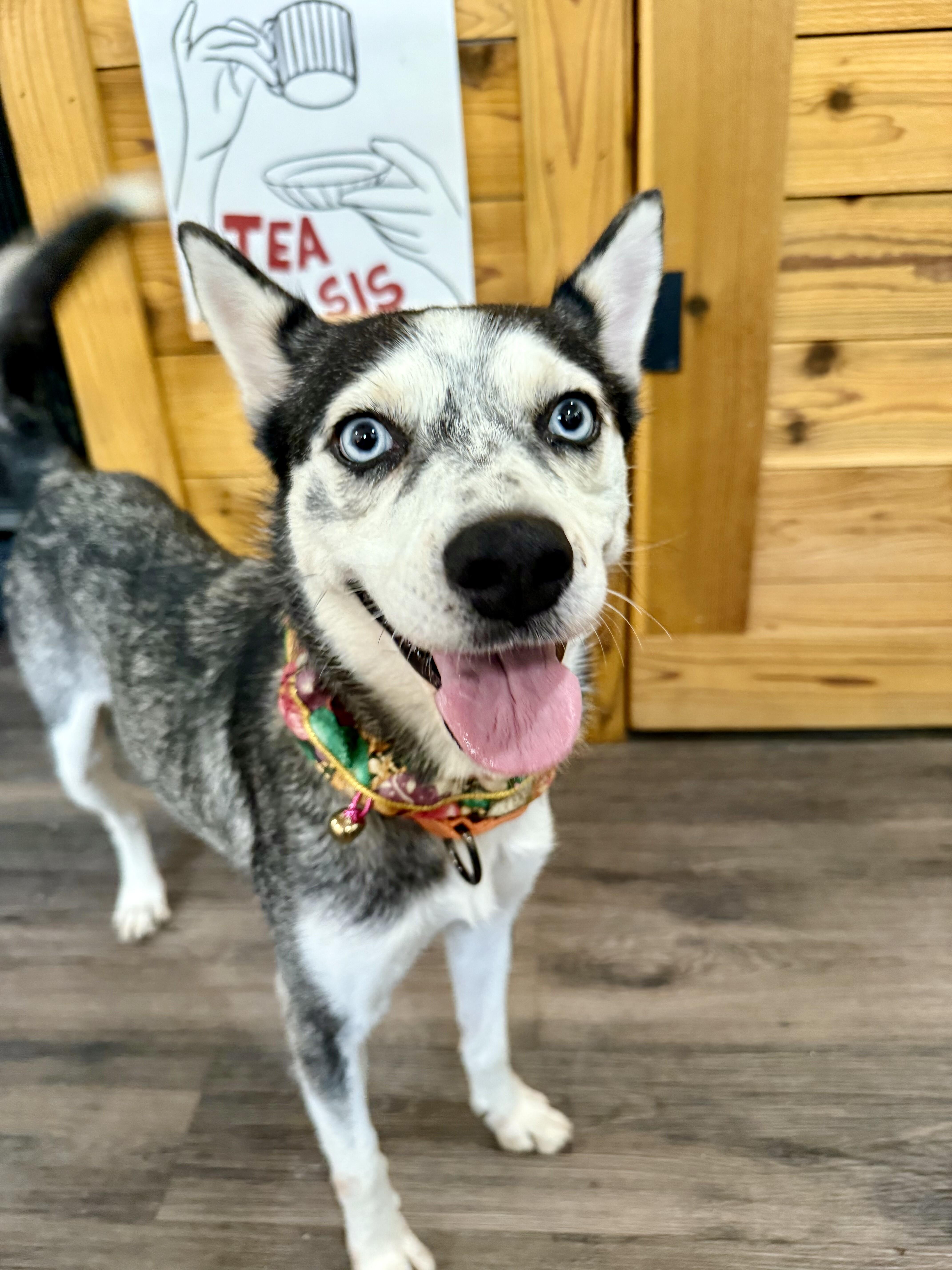 Dog for adoption - Natalie Noel is a Petite Precious Cuddlebug, a ...