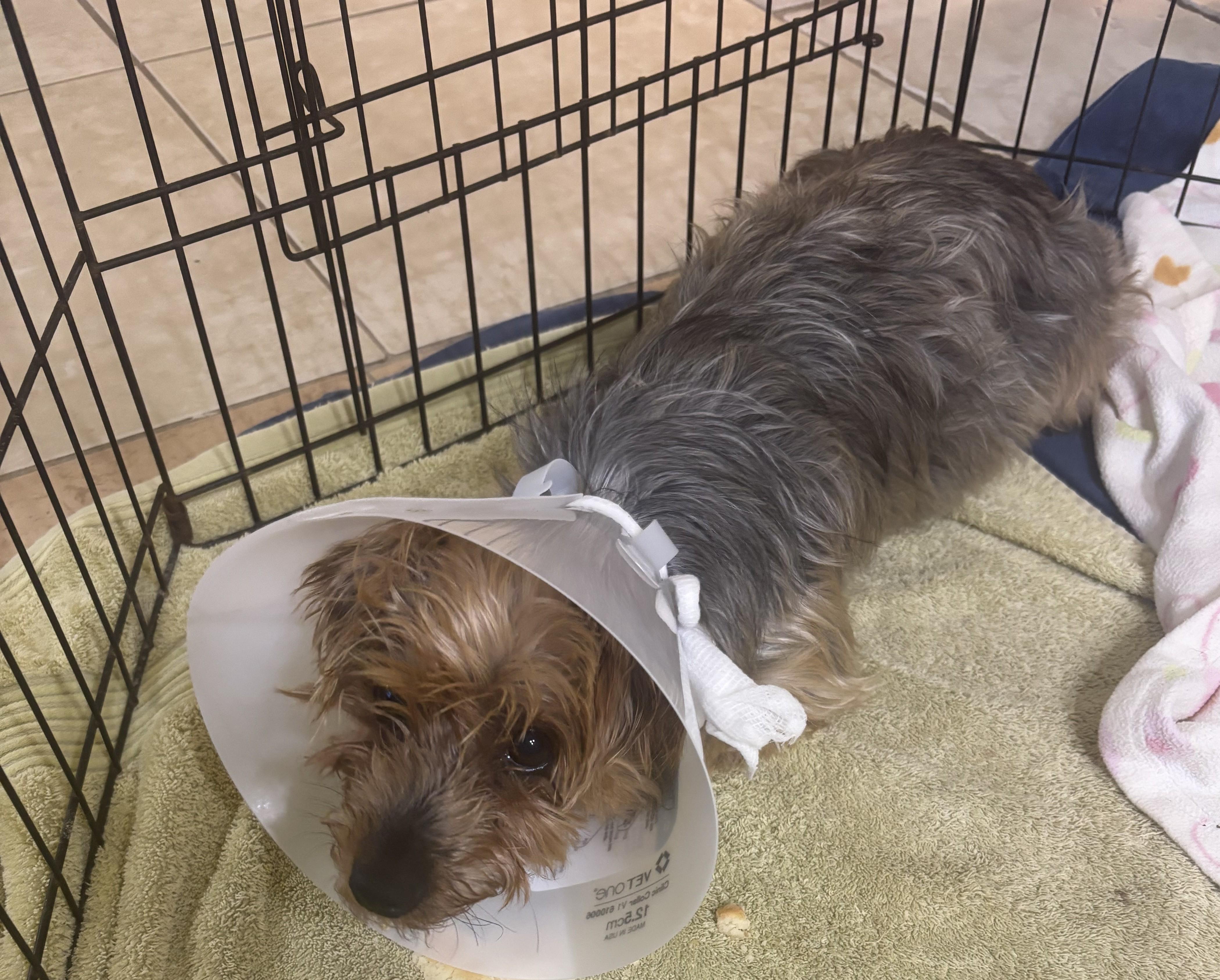 Dog for adoption - Raquel 1514, a Yorkshire Terrier in Boca Raton, FL ...