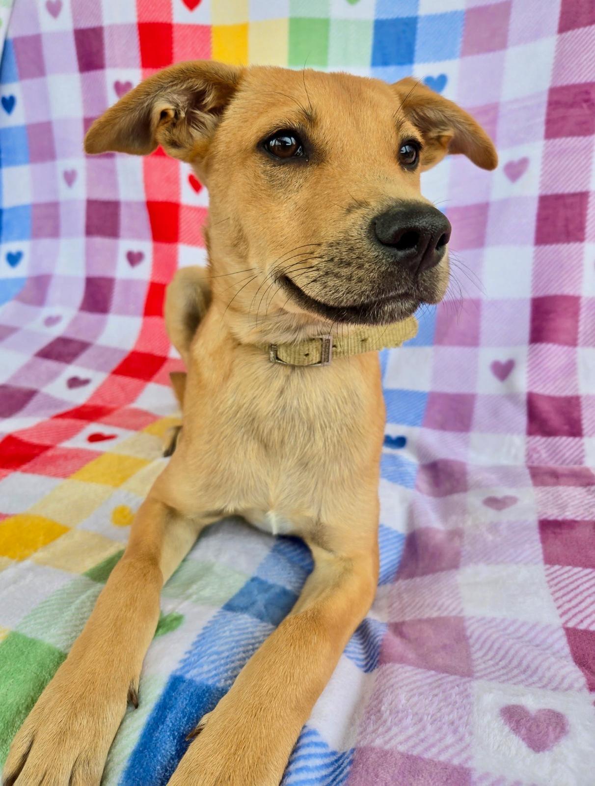 Dog for adoption - Oscar, a Pit Bull Terrier Mix in Littleton, CO ...