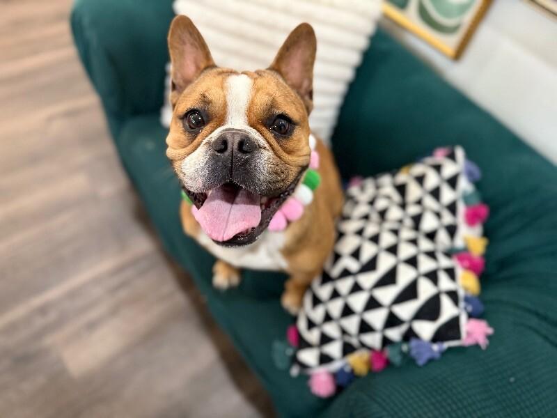 Dog for adoption - Jelly Bean Love Queen, a French Bulldog & American ...