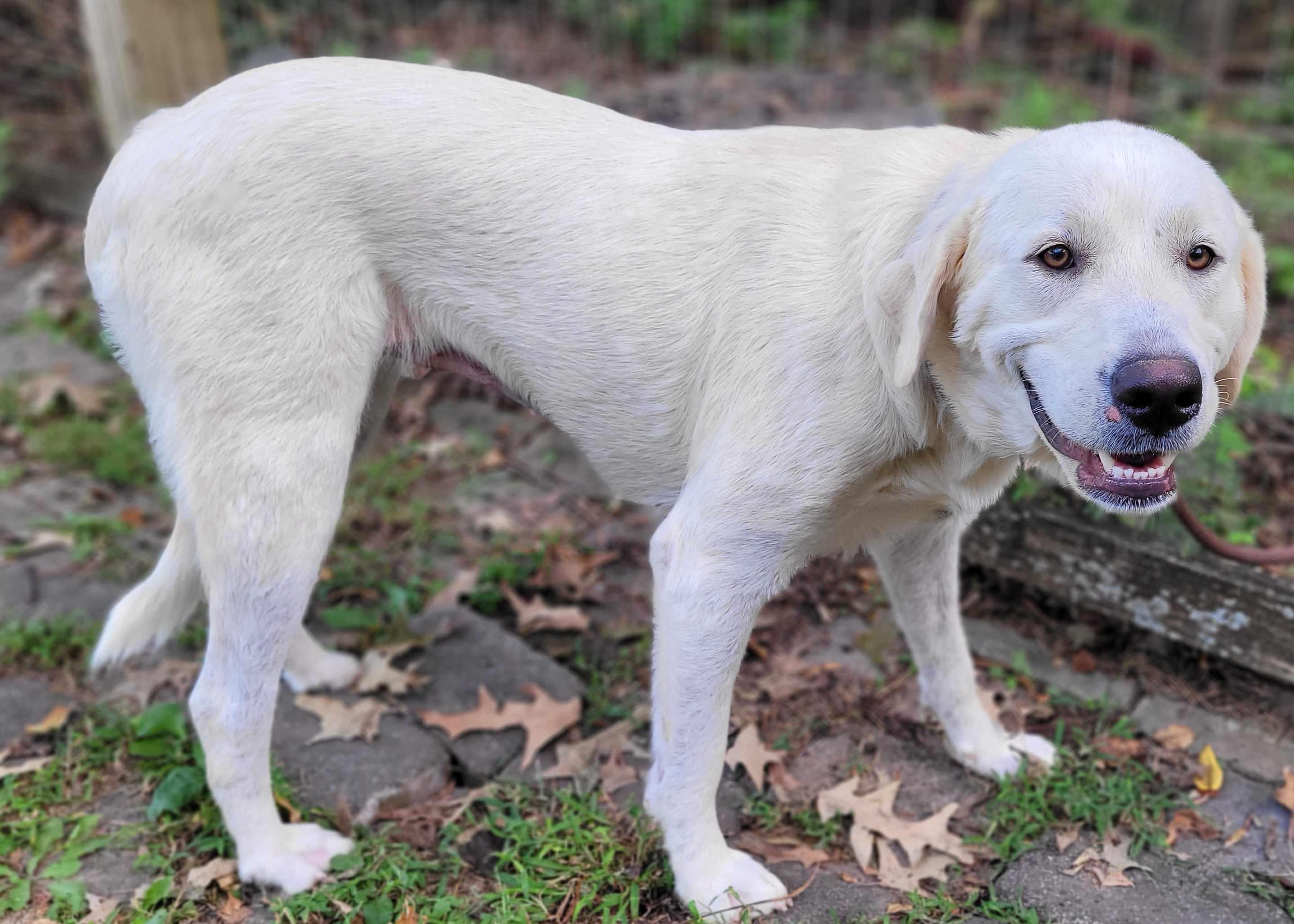 Dog for adoption - Luna #29, a Yellow Labrador Retriever & Great ...