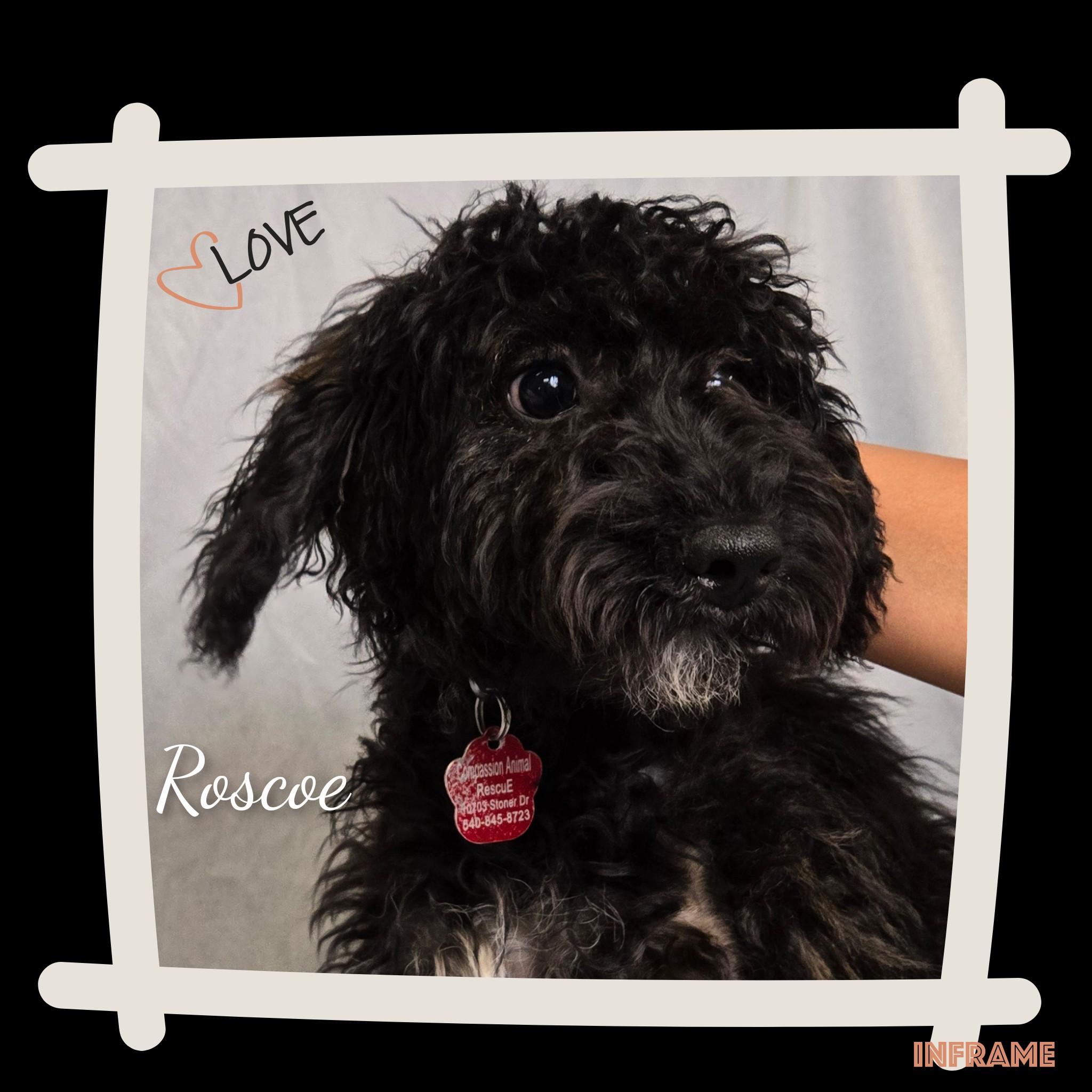 Dog for adoption - Roscoe, a Miniature Poodle Mix in Fredericksburg, VA ...