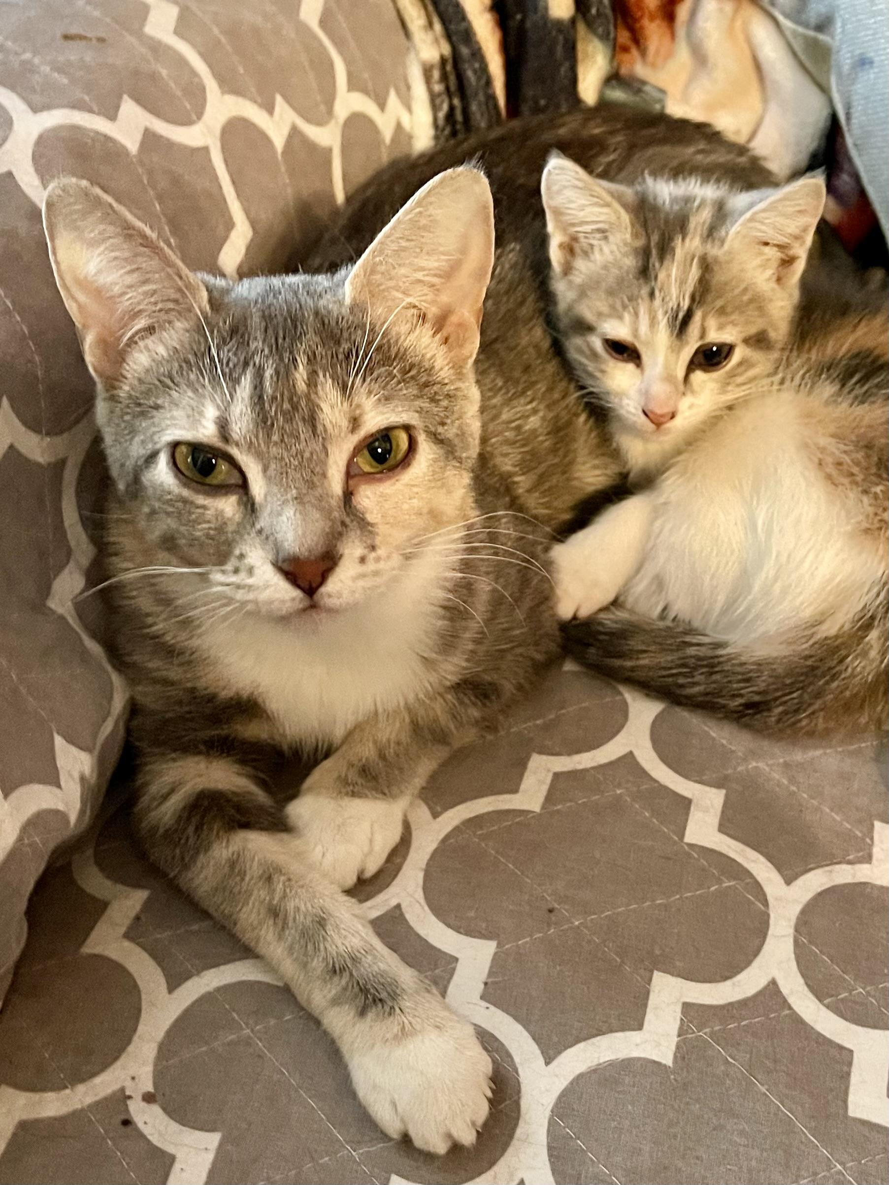 Cat for adoption - Prissy, a Calico in Belvidere, IL | Petfinder