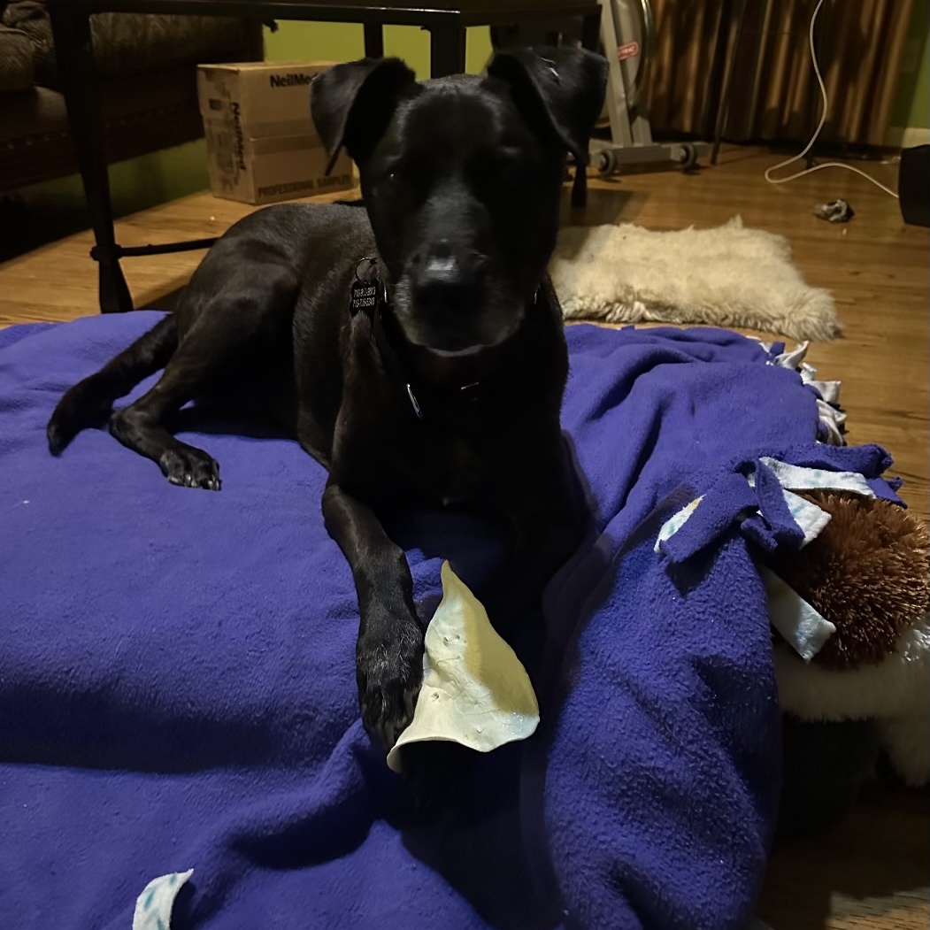 Dog for adoption - Moe*, a Labrador Retriever & Hound Mix in Houston ...