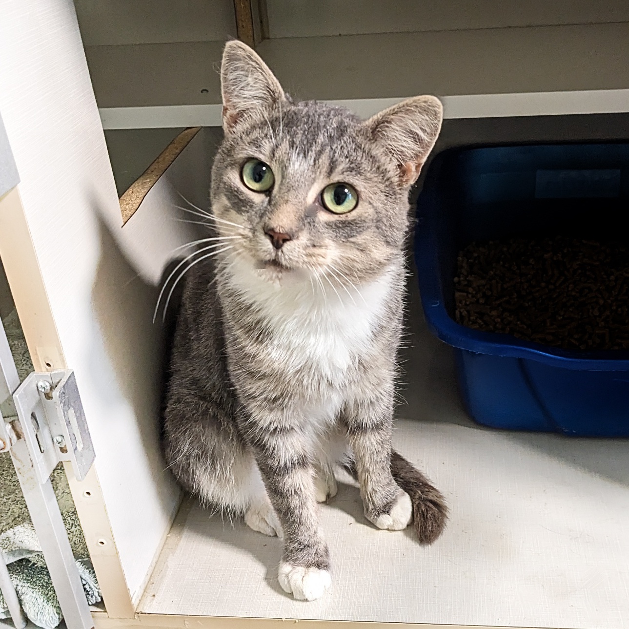 Cat for adoption - Quip, a Tabby & Domestic Short Hair Mix in ...