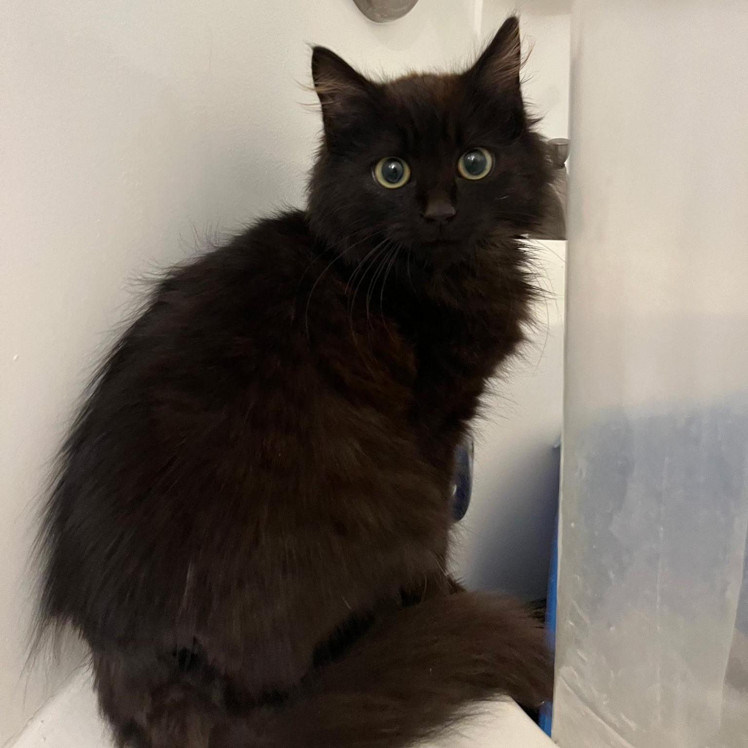 Available Cats and Kittens – Purring Hearts VA