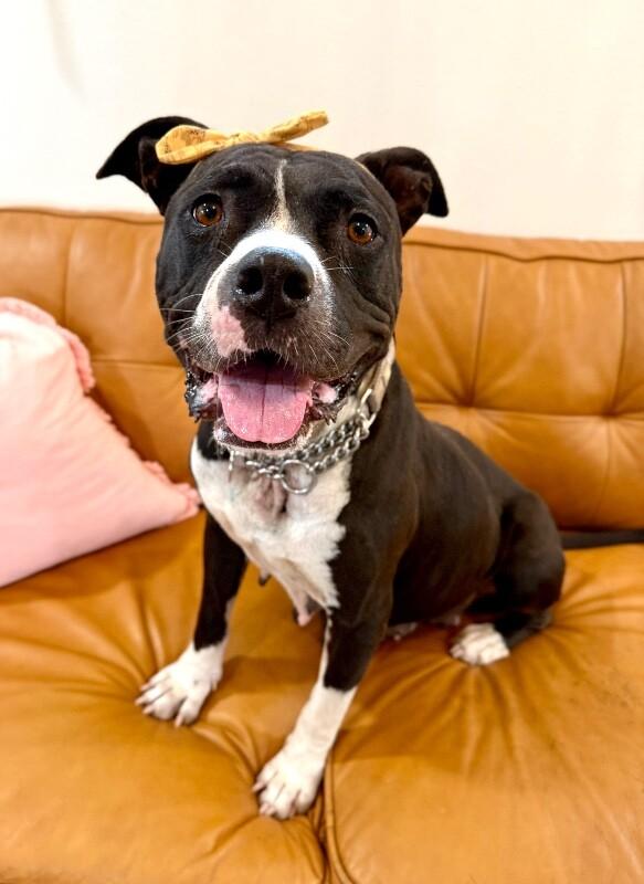 Dog for adoption - Zara Ann is Your New Best Friend!, a Pit Bull ...