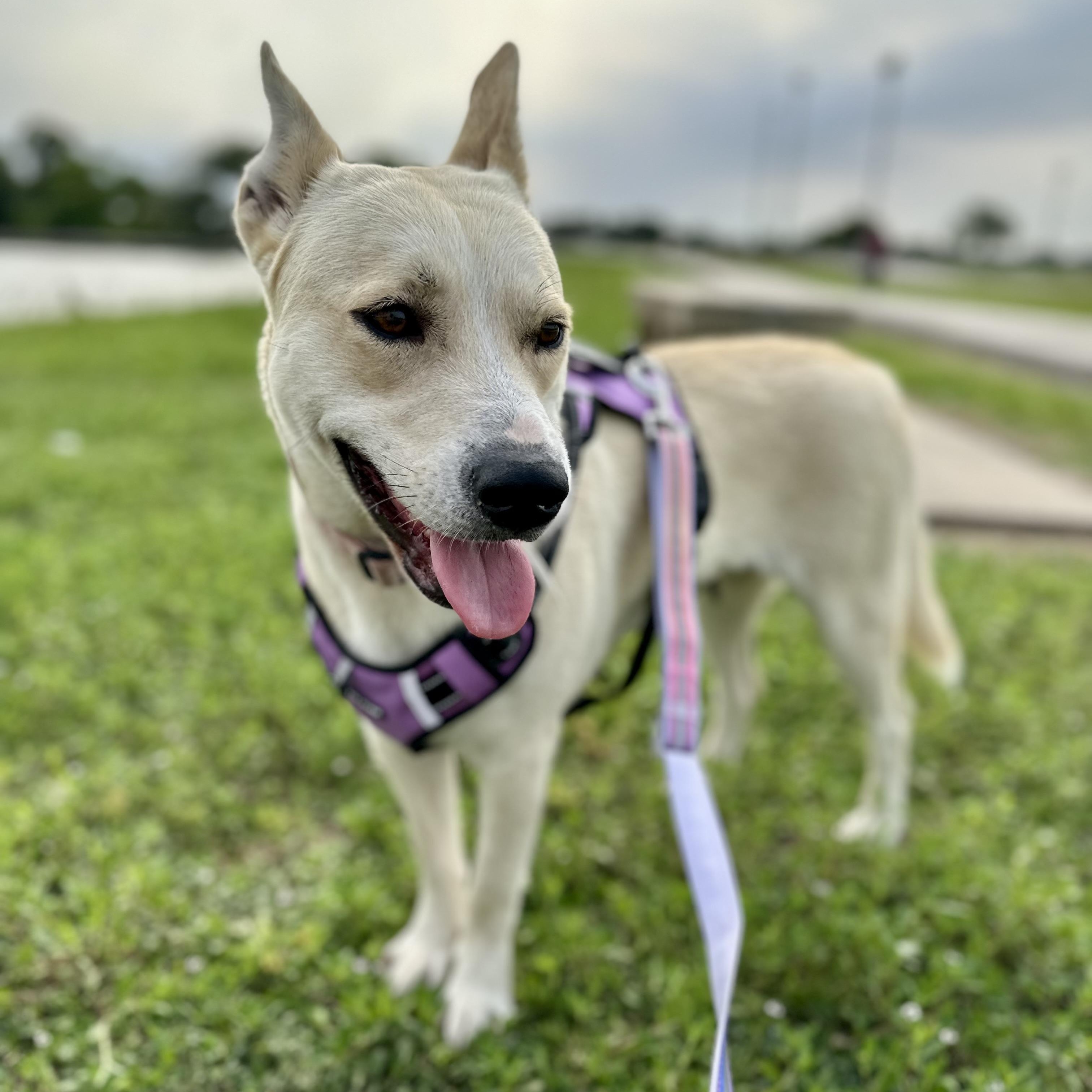 Dog for adoption - Lizzy, a Labrador Retriever Mix in Morrison, CO ...