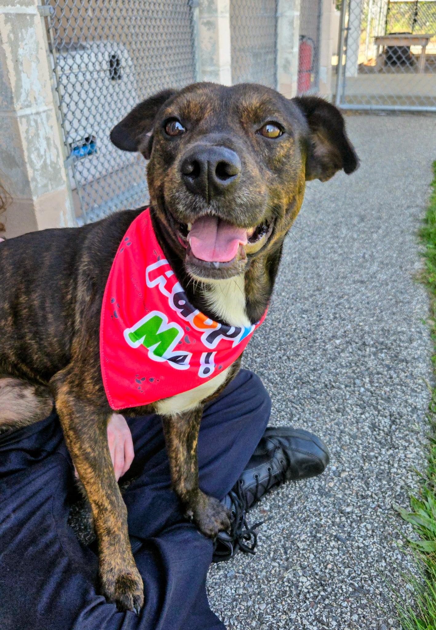 Dog for adoption - Tucker, a Mixed Breed in Providence, RI | Petfinder