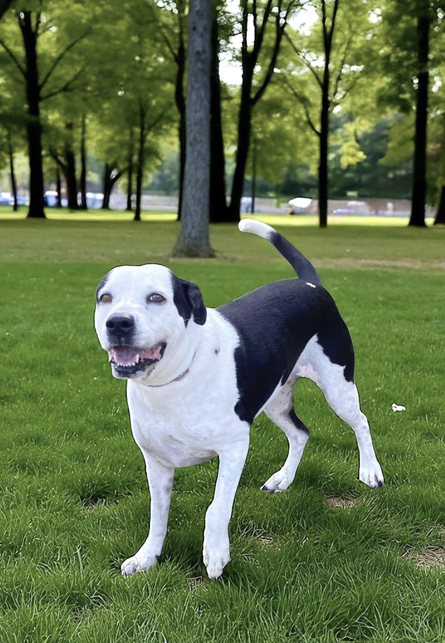 Dog for adoption - Betty, a Black Labrador Retriever & Boston Terrier ...