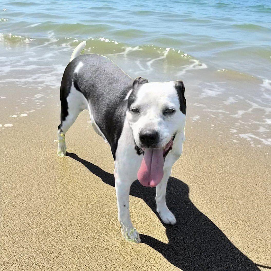 Dog for adoption - Betty, a Black Labrador Retriever & Boston Terrier ...