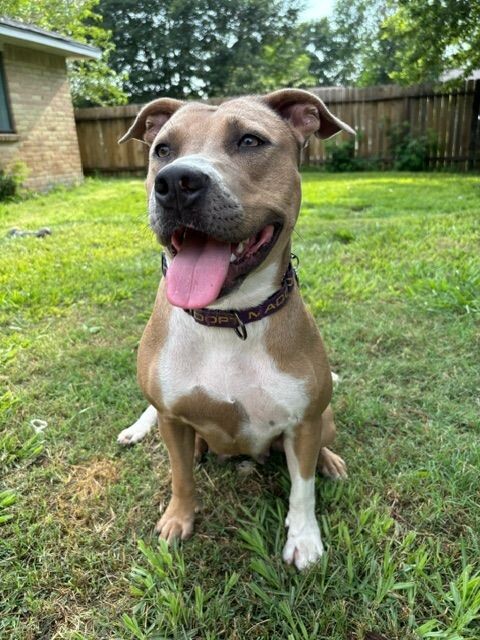 Dog for adoption - Millie Yoscelin Loves Kids, a Pit Bull Terrier ...